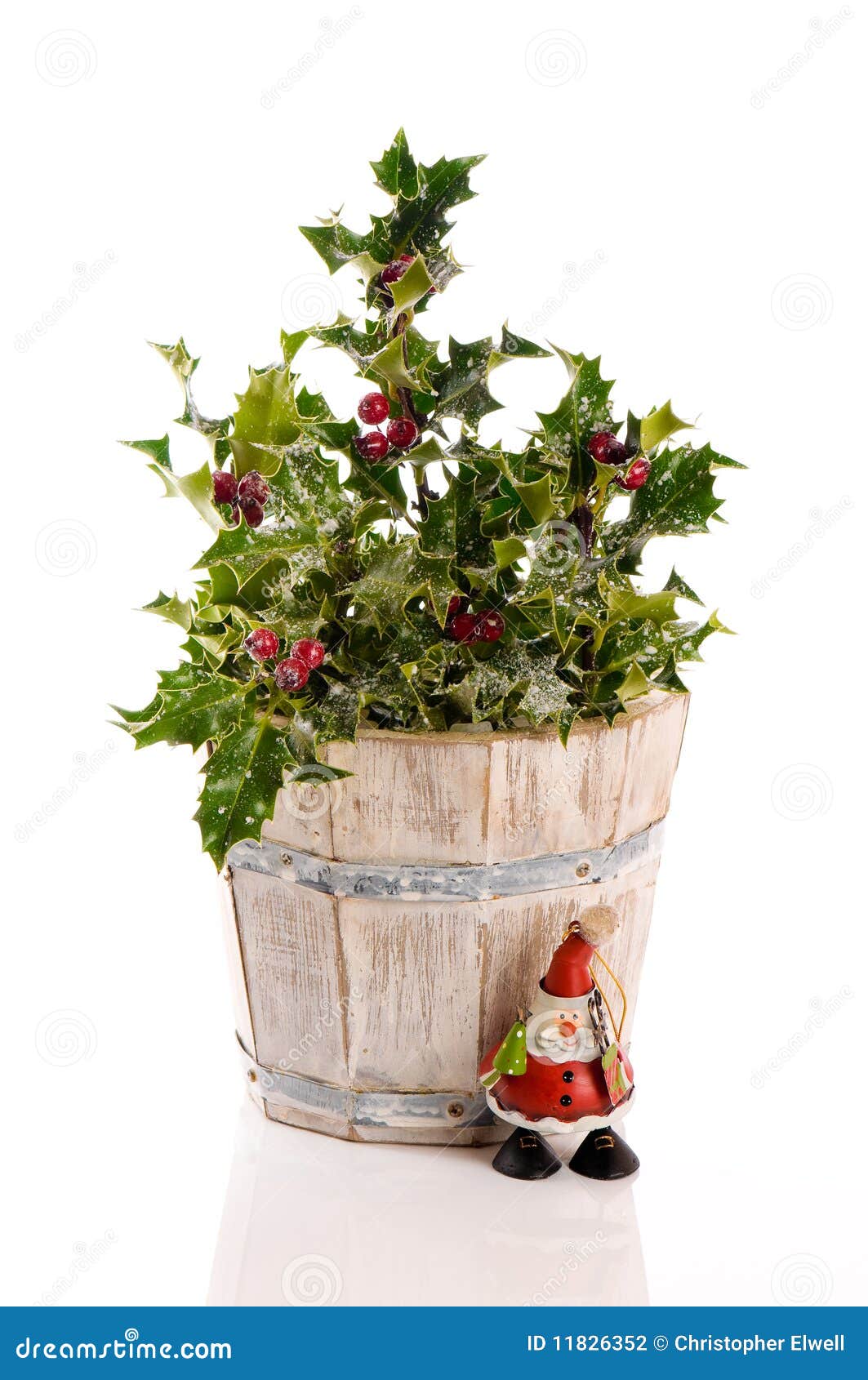 Festive Holly Bush stock photo. Image of green, decoration - 11826352