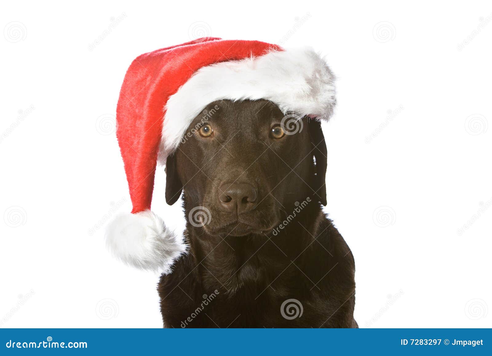 Festive Labrador stock image. Image of animal, christmas - 7283297