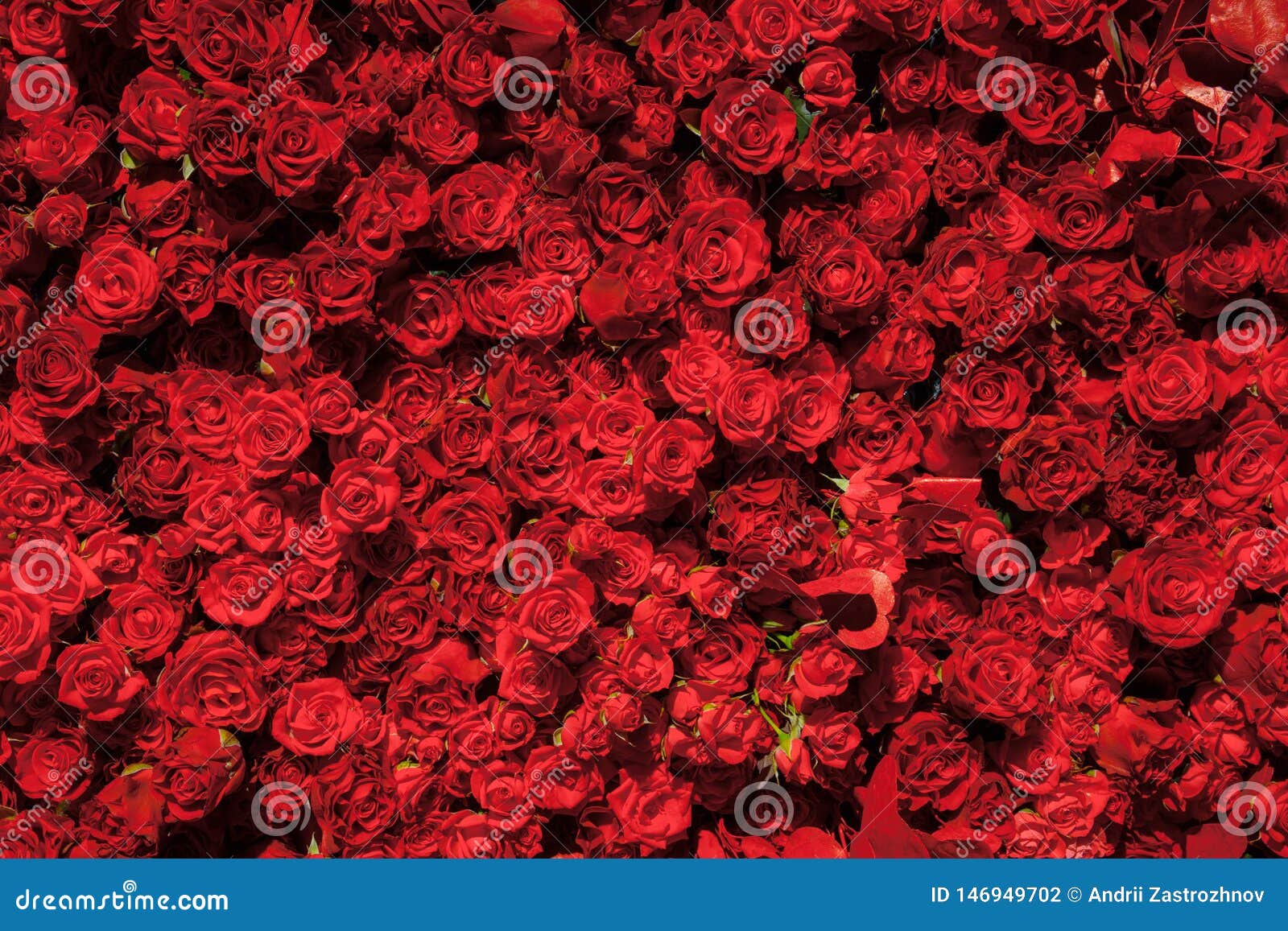 Festive Pattern of Red Roses Stock Photo - Image of valentine, flora ...