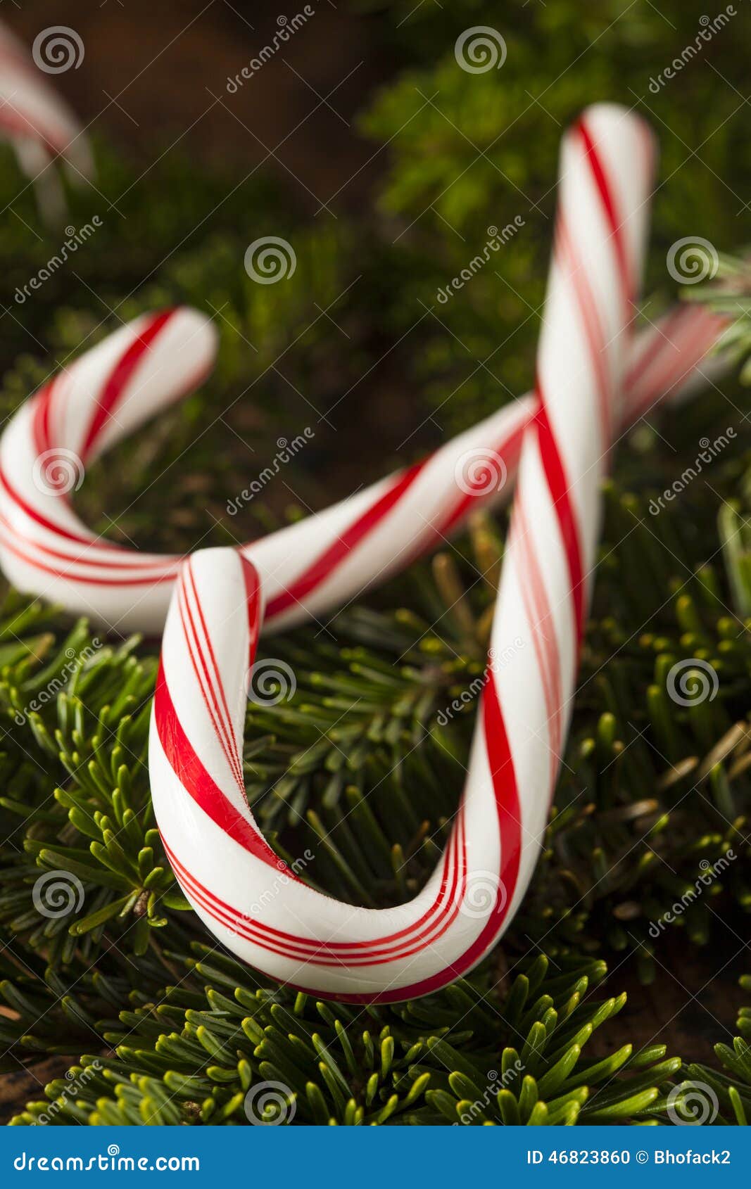 Festive Peppermint Candy Canes Stock Photo - Image of food, december ...