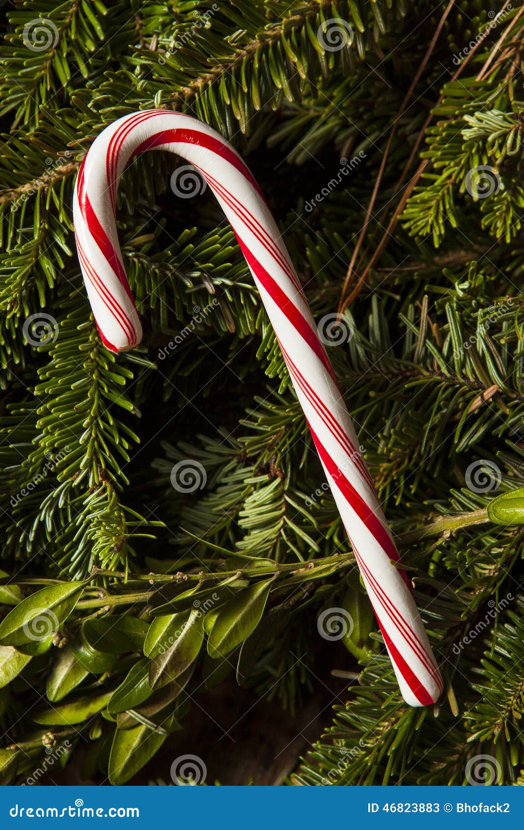 Festive Peppermint Candy Canes Stock Image - Image of stick, tasty ...