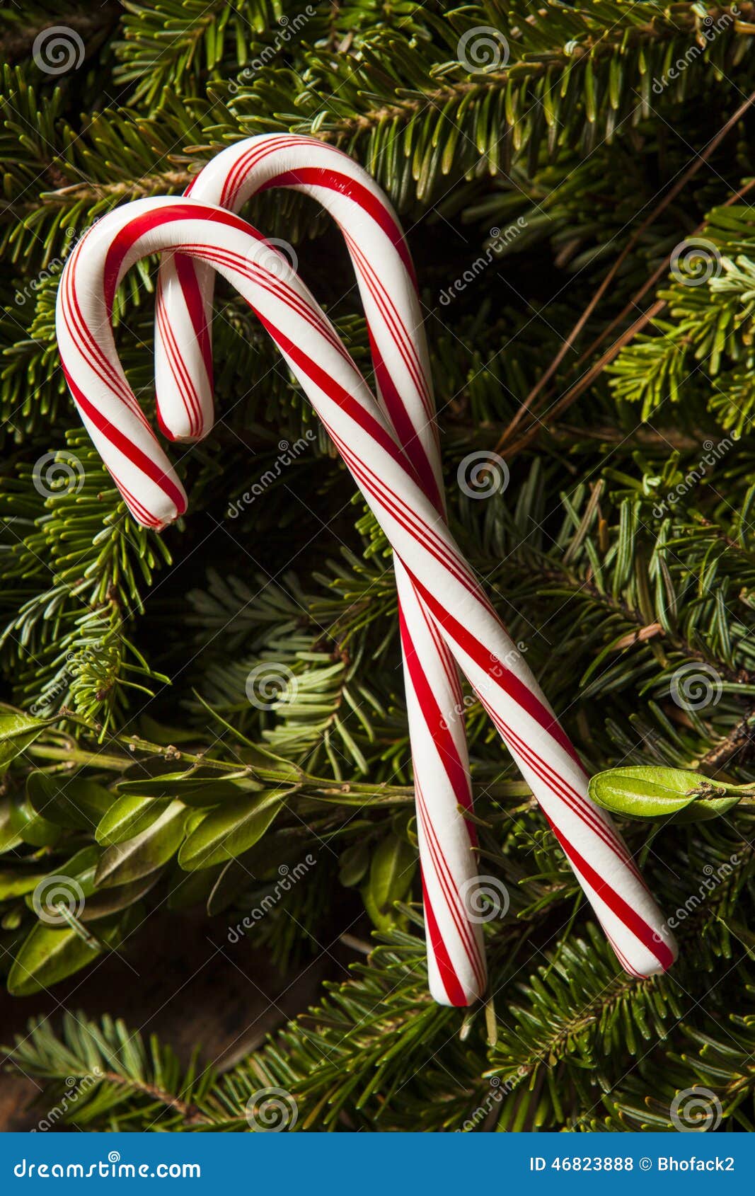 Festive Peppermint Candy Canes Stock Photo - Image of spearmint, mint ...