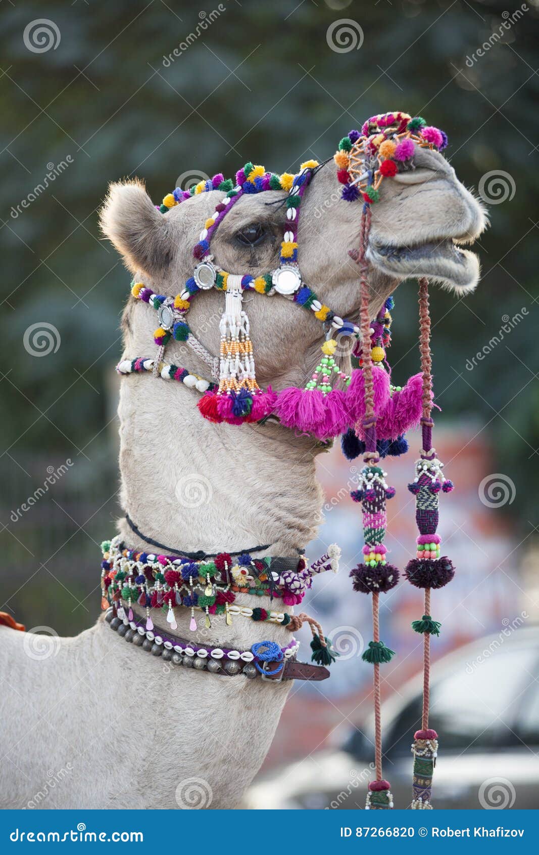 Festively Dressed Up Portrait of a Camel Stock Photo - Image of artist ...