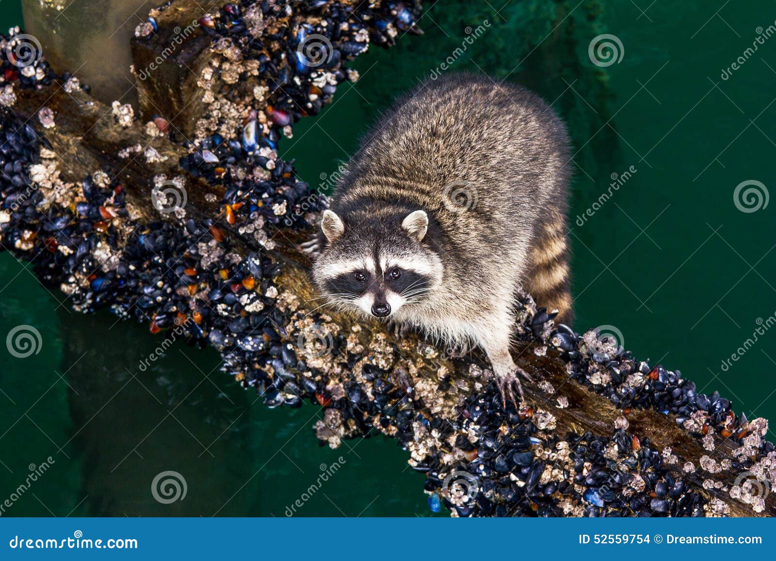 Festività del procione fotografia stock. Immagine di natura - 52559754