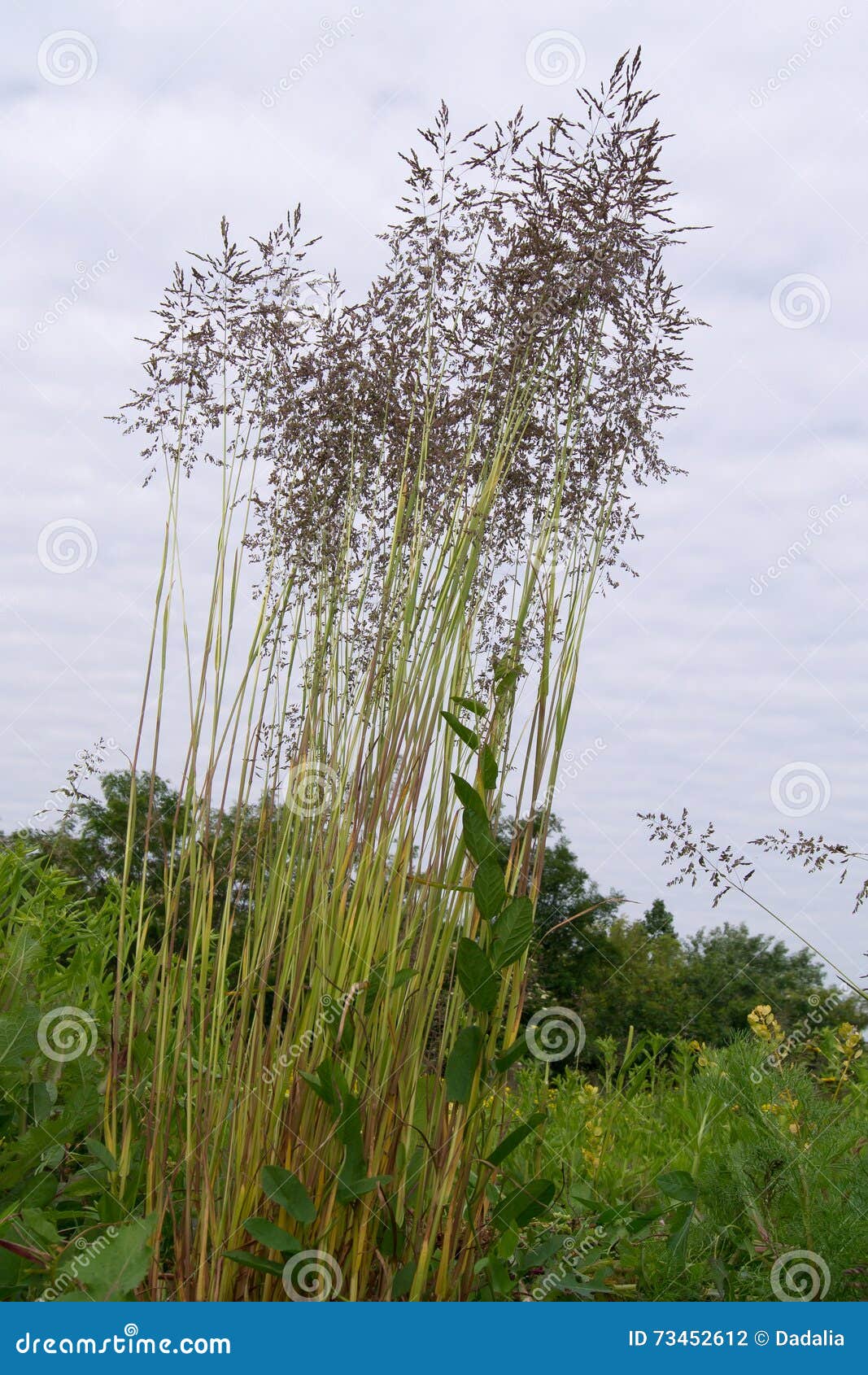 Festuca Alta (pratensis Do Festuca) Foto de Stock - Imagem de campo ...