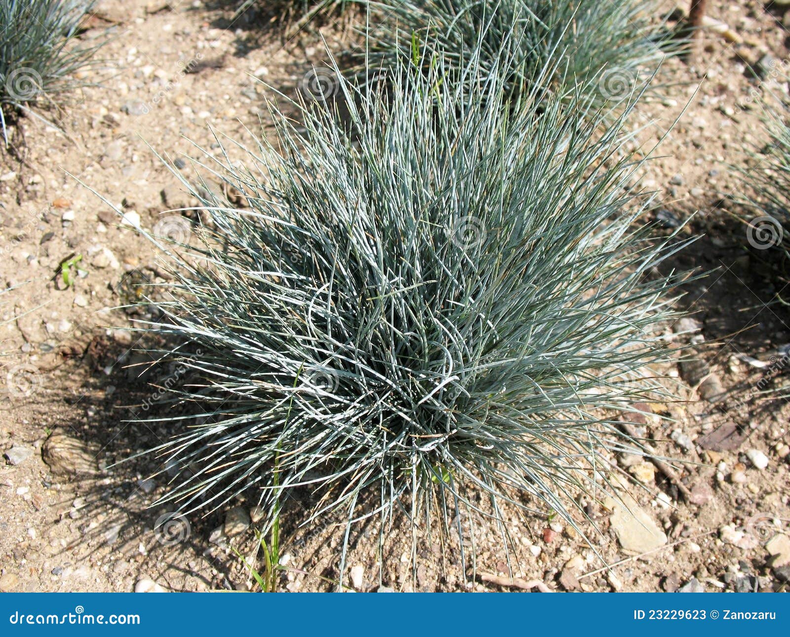 Festuca cinerea stock image. Image of festuca, lush, round - 23229623