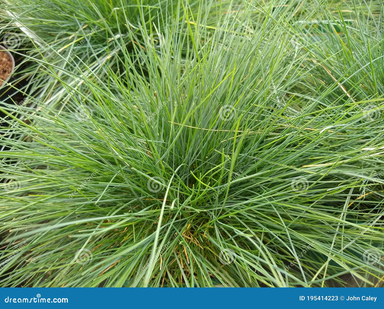 Festuca Glauca `Intense Blue` Stock Image - Image of texture, bluegreen ...