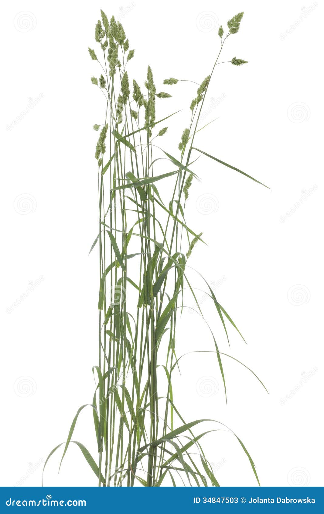 Festuca stock image. Image of inflorescence, nature, plant - 34847503
