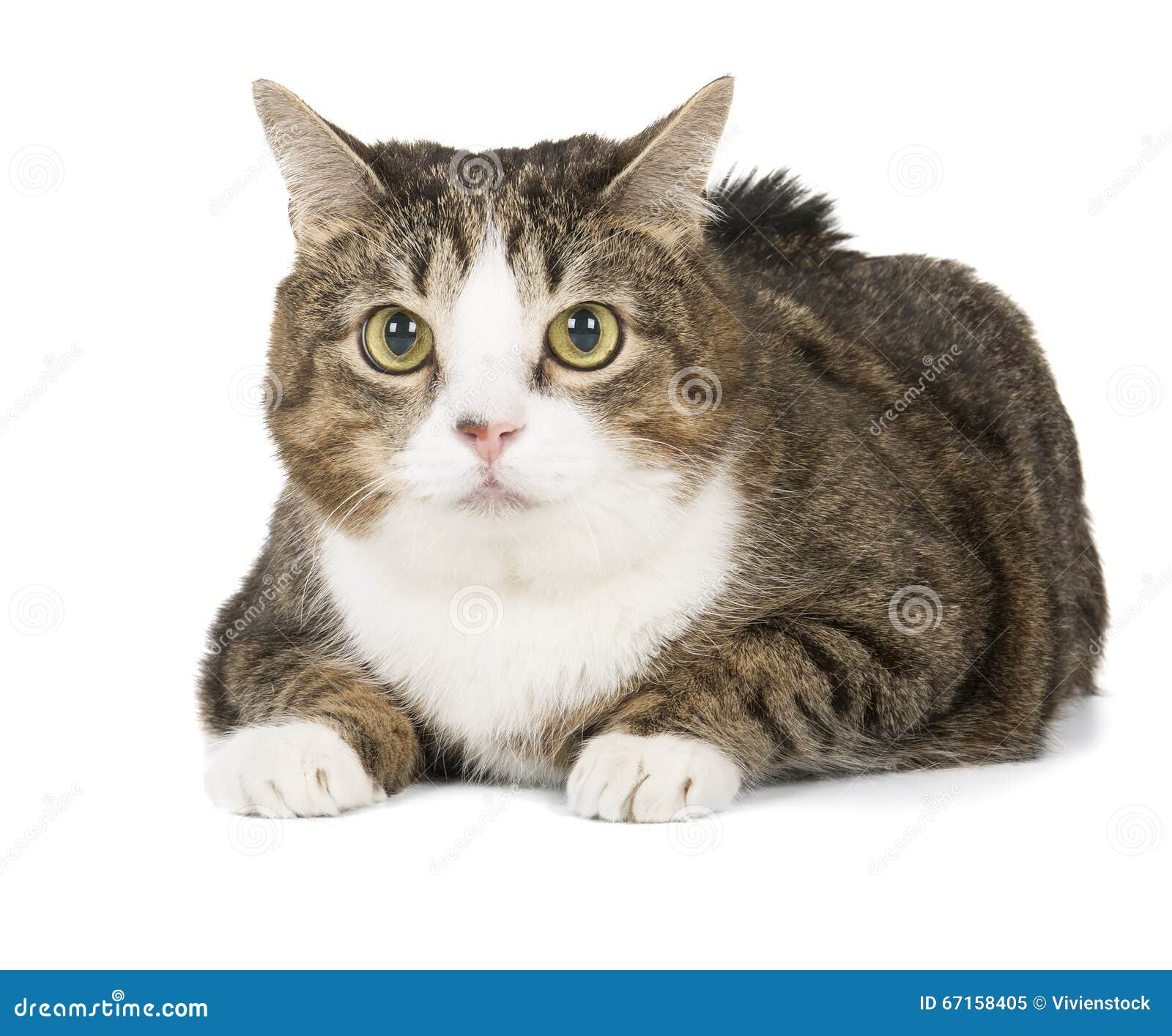 Fet Katt Foton - Download 924 Royalty Free Photos