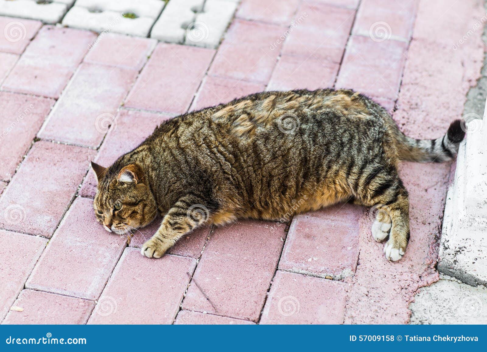 Fet lat katt arkivfoto. Bild av huvud, pott, fett, fluffigt - 57009158