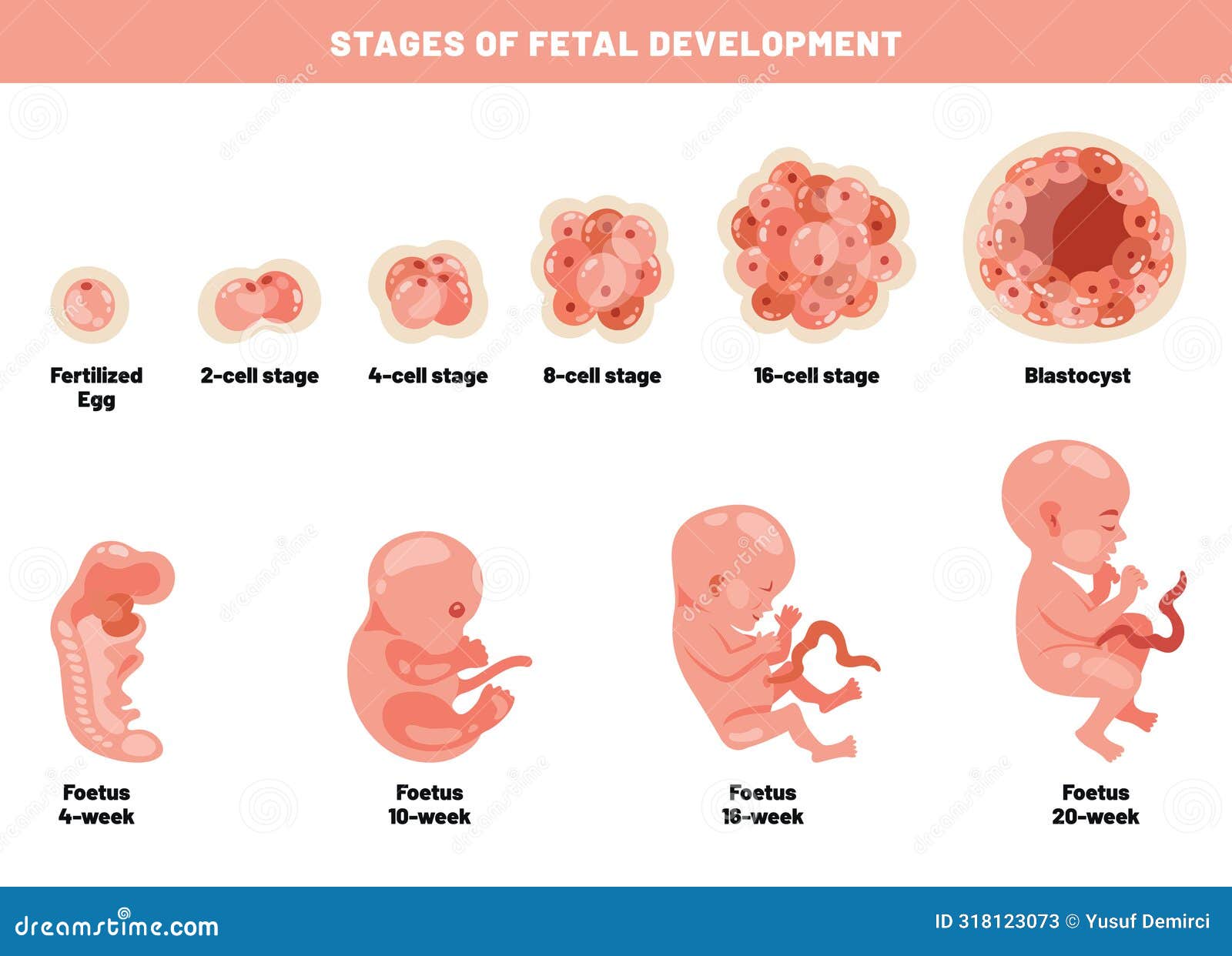 Fetal Development of an Embyrio Stock Illustration - Illustration of ...