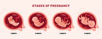 Fetal Development of an Embyrio Stock Illustration - Illustration of ...