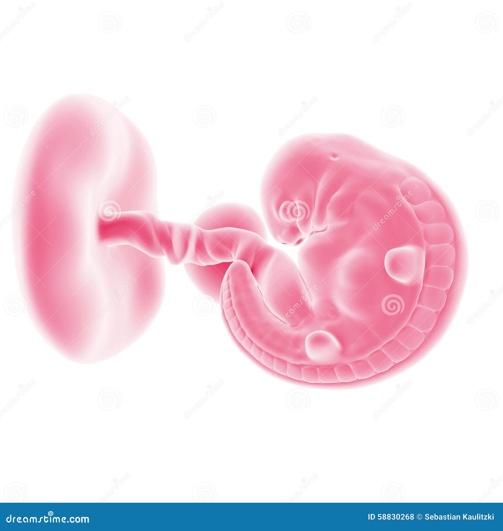 Fetal development - week 6 stock illustration. Illustration of artwork ...