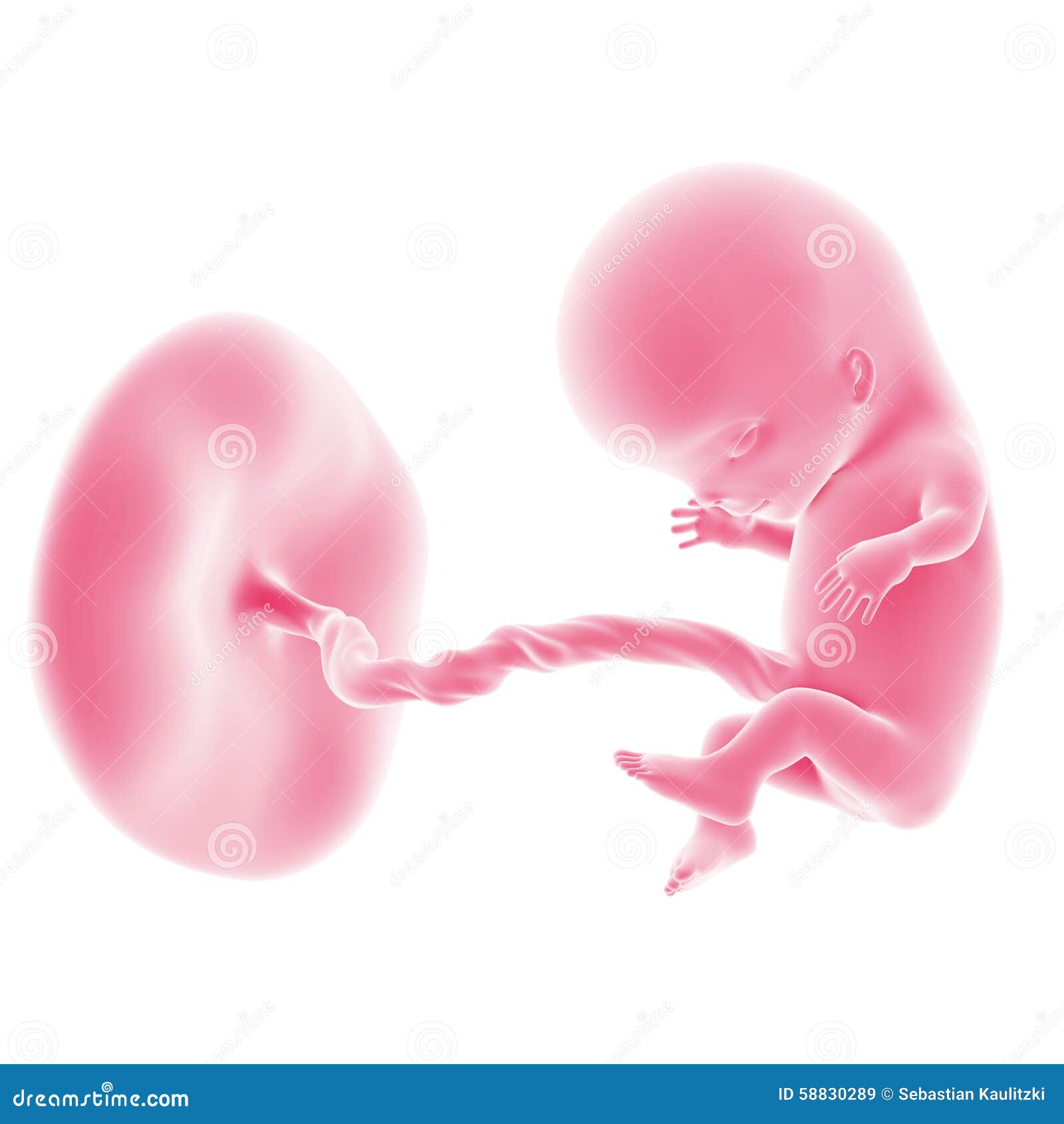 Fetal Development - Week 11 Stock Illustration - Illustration of ...