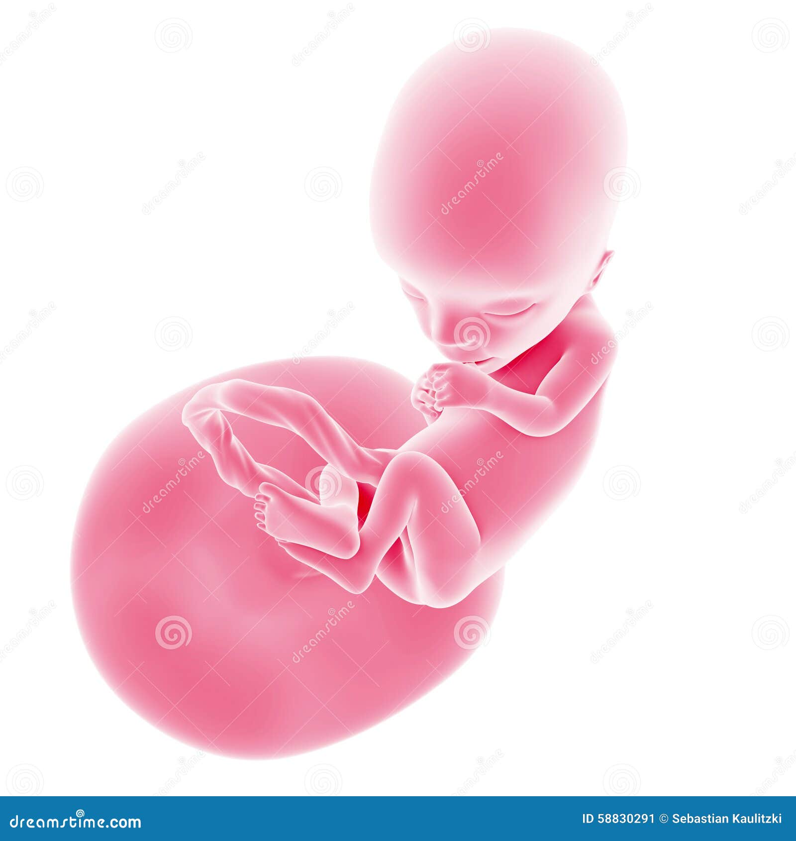 The Fetal Development - Week 13 Stock Illustration - Illustration of ...