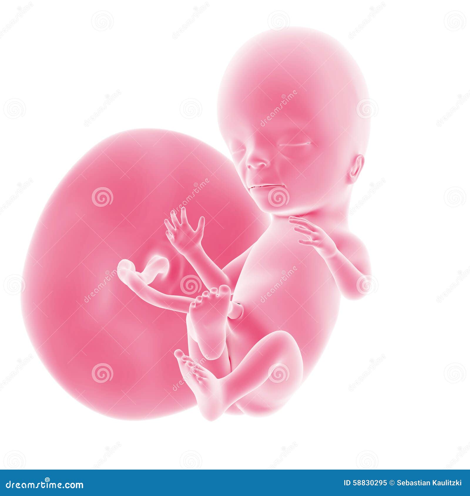 Fetal Development Chart Vector Illustration | CartoonDealer.com #12907654