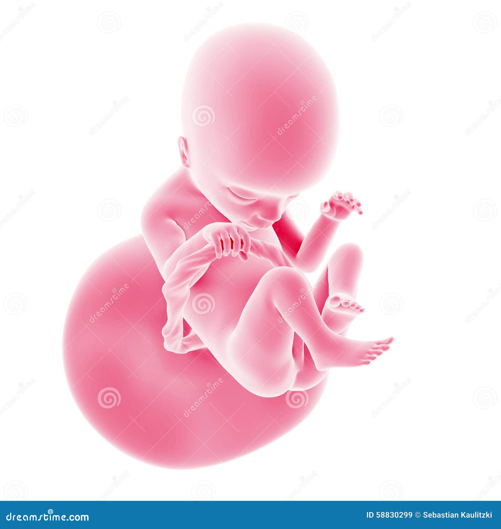 The Fetal Development - Week 18 Stock Illustration - Illustration of ...