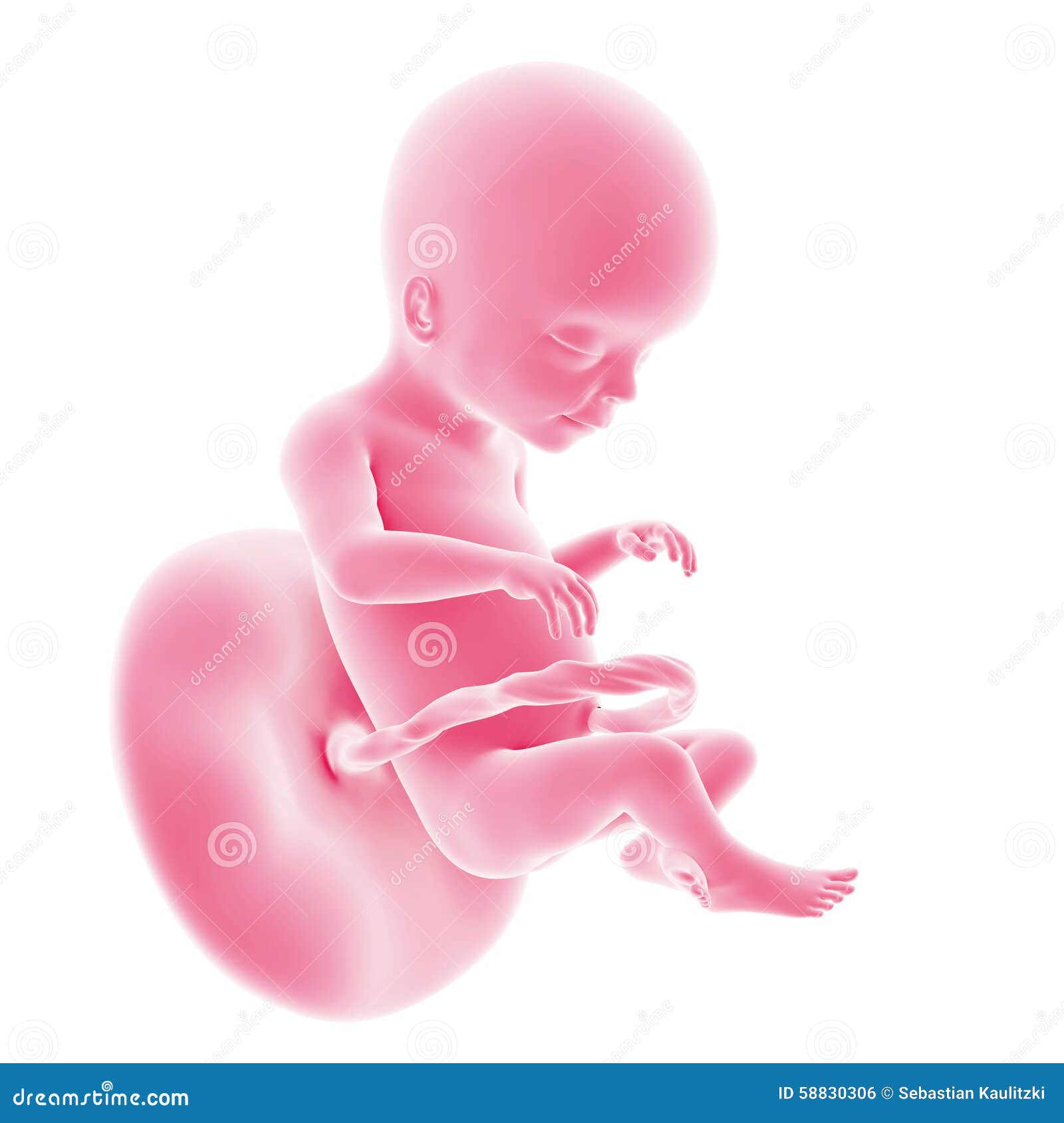 Fetal Development Stages Infographic Diagram Pregnancy Weeks Cartoon ...