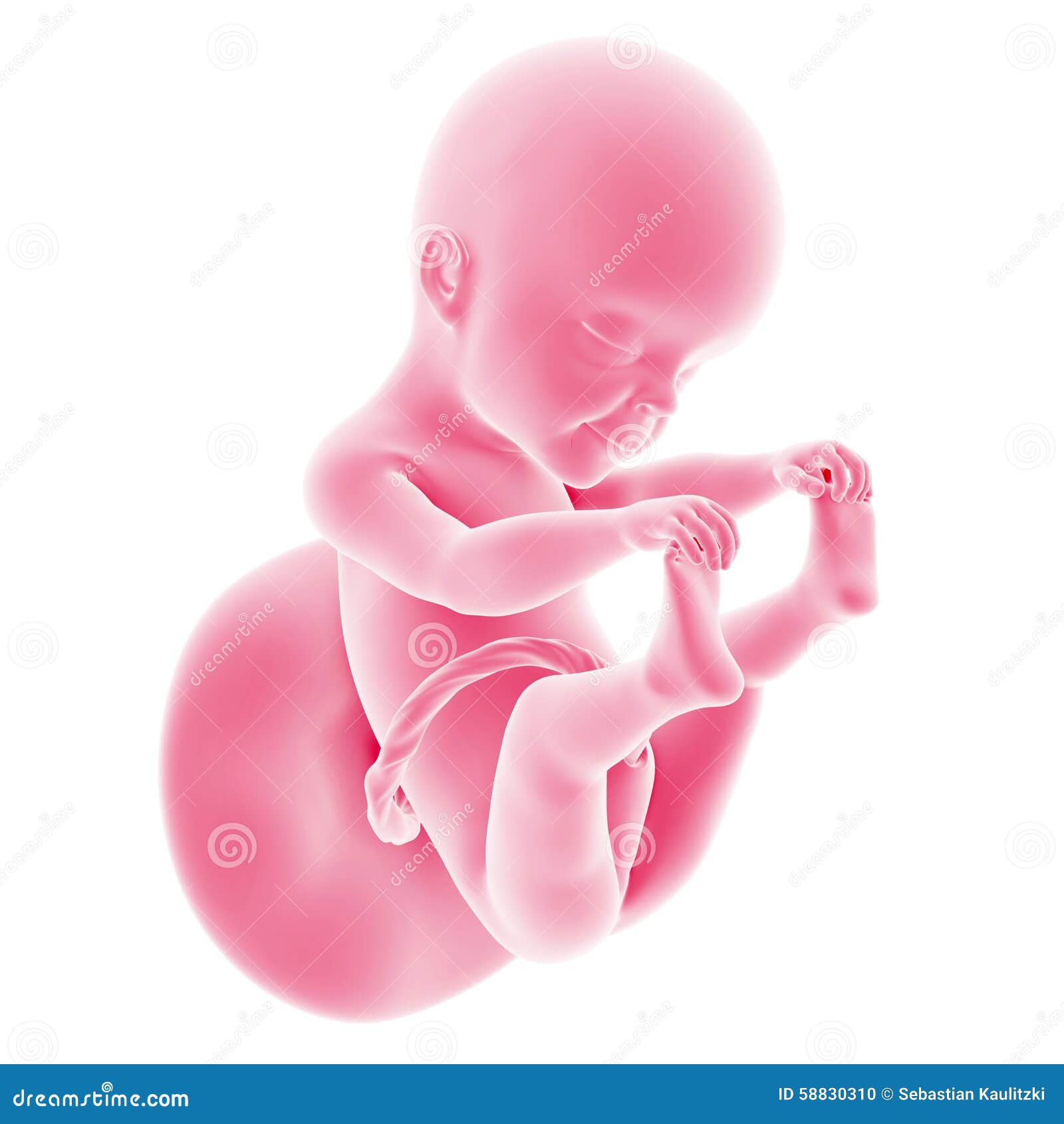 Fetal Development - Week 25 Stock Illustration - Illustration of ...
