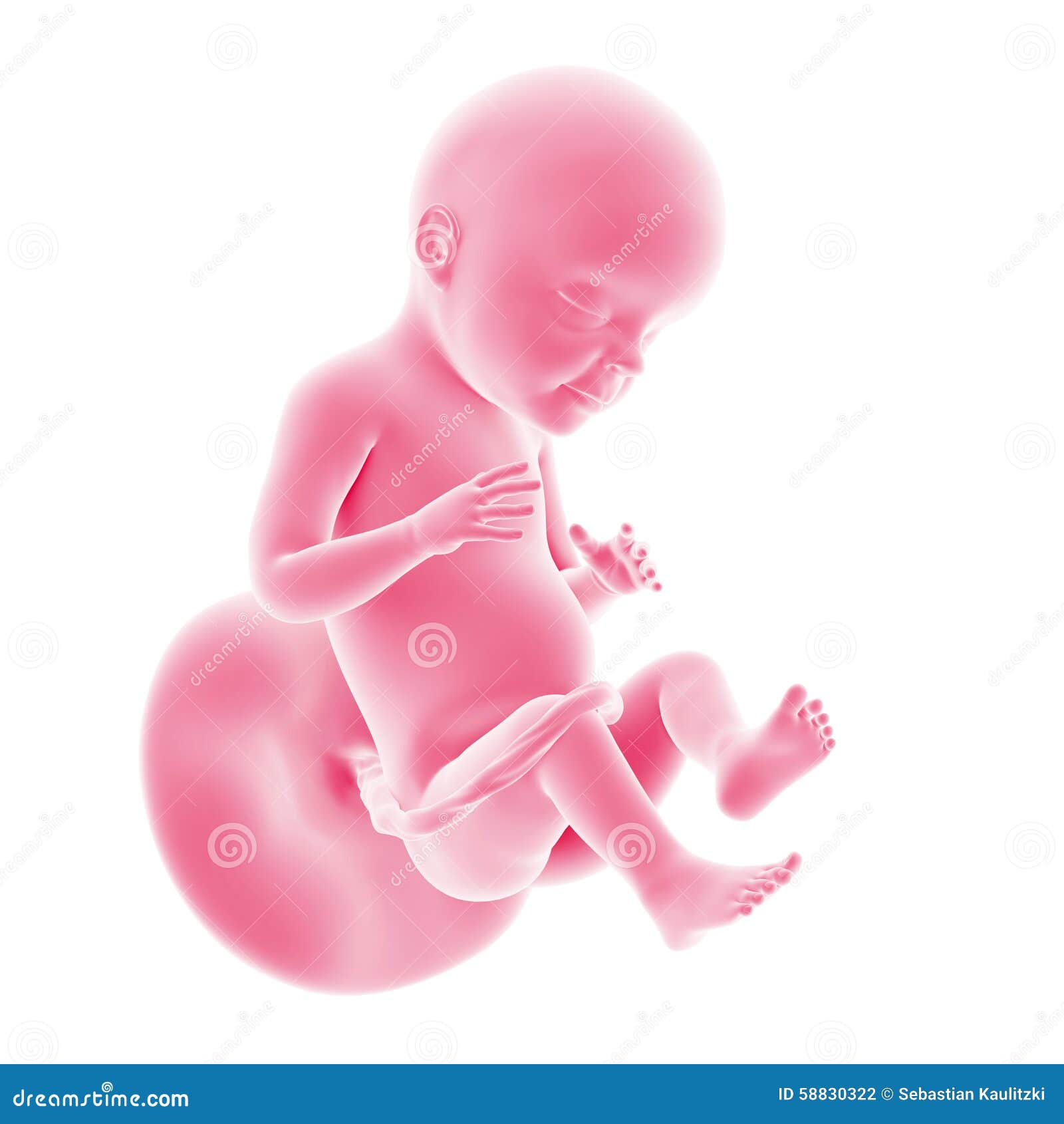 Fetal Development - Week 23 Royalty-Free Stock Photography ...