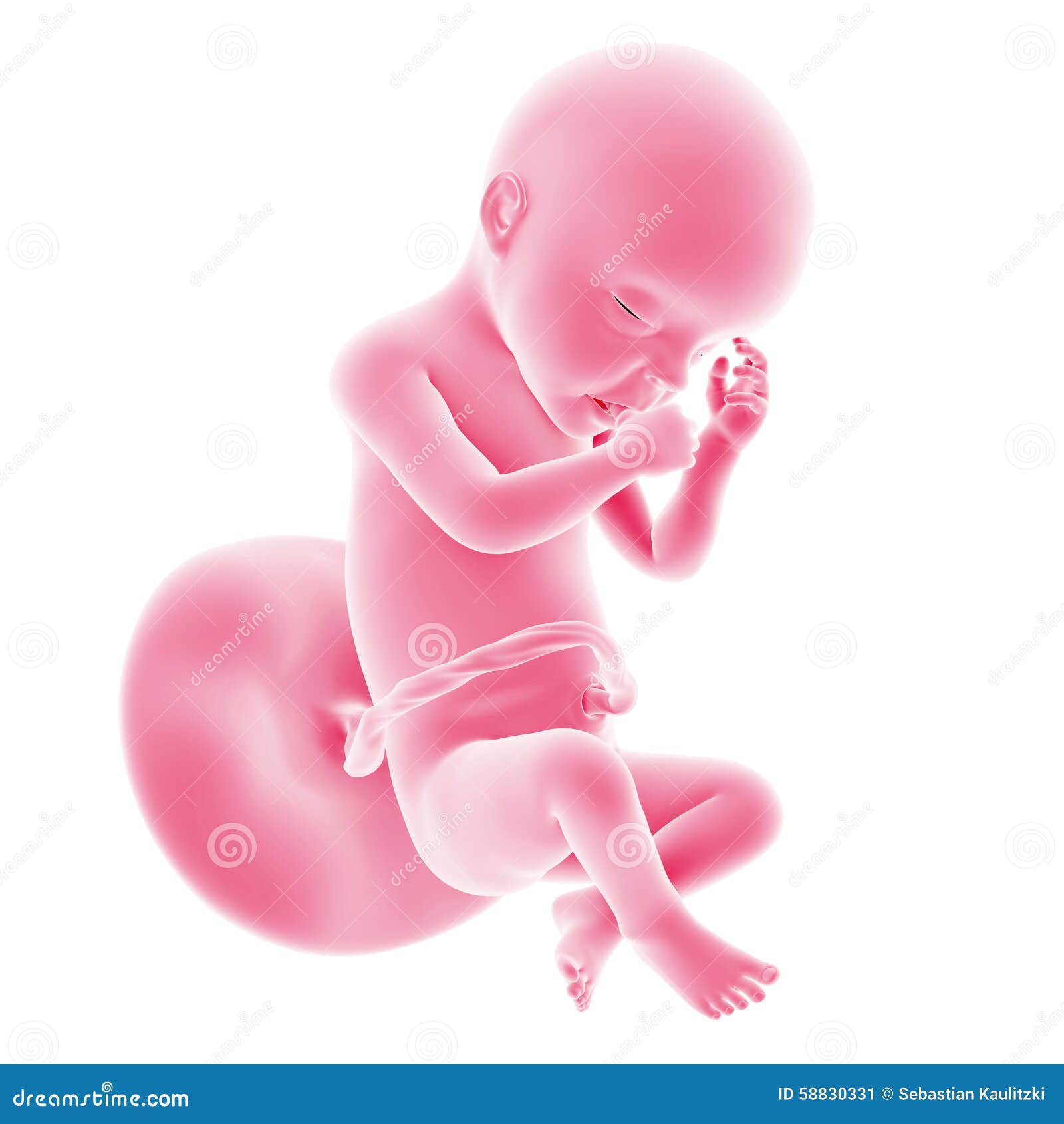 Fetal Development Stages Infographic Diagram Pregnancy Weeks Cartoon ...