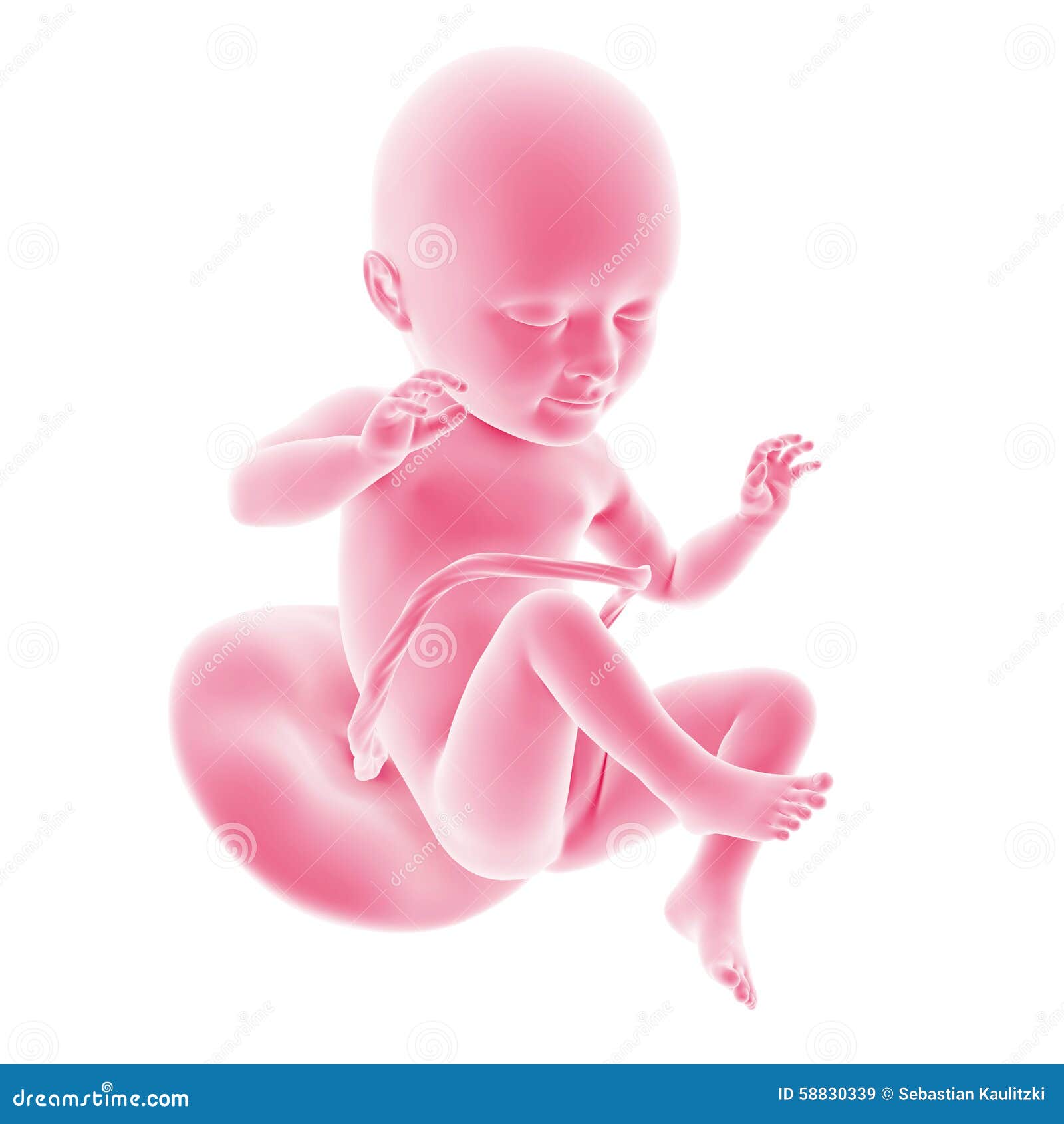 Fetal Development - Week 34 Stock Illustration - Illustration of ...