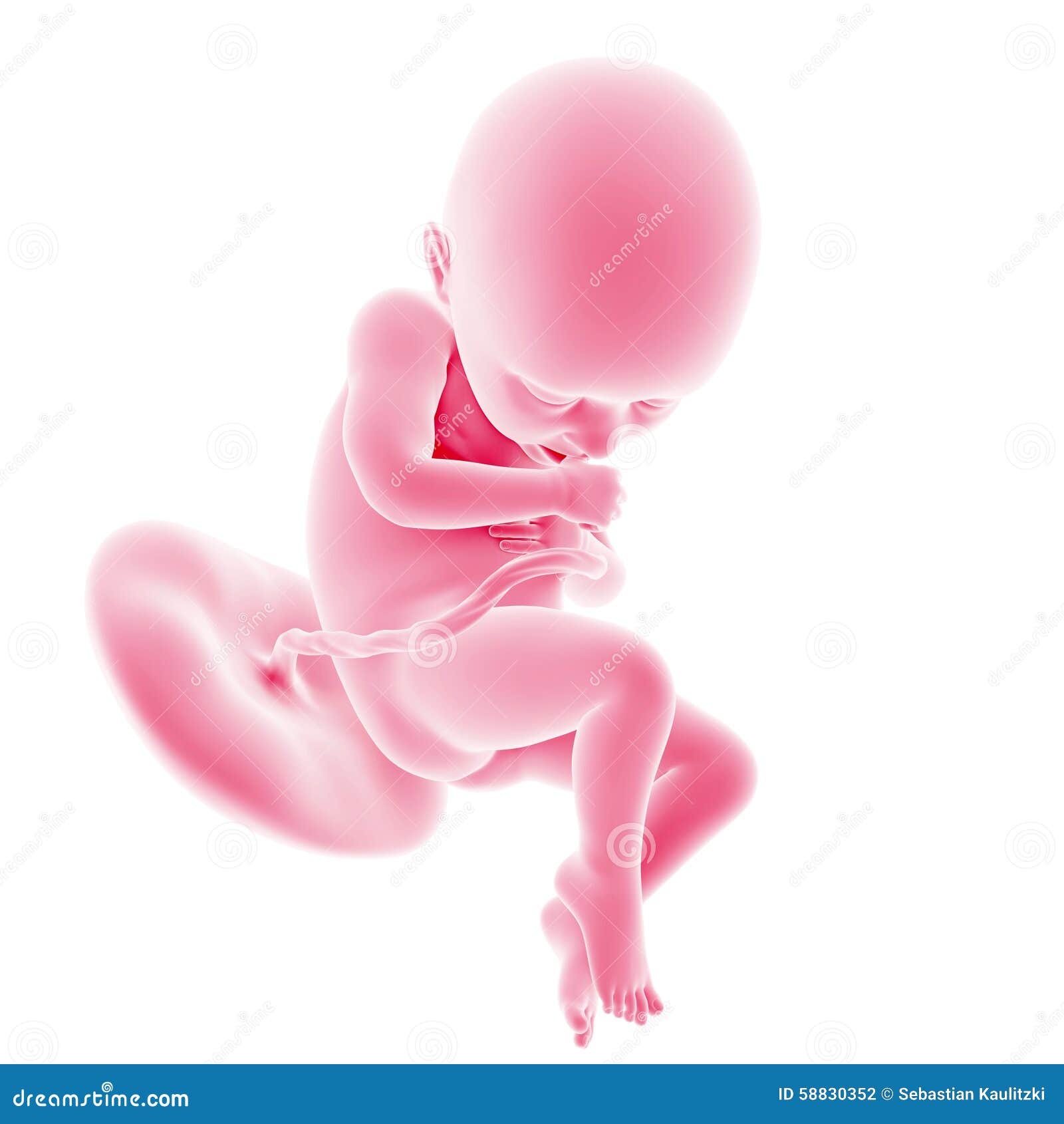 Fetal Development ( Pregnant Woman And Fetal Growth In Womb ) Cartoon ...