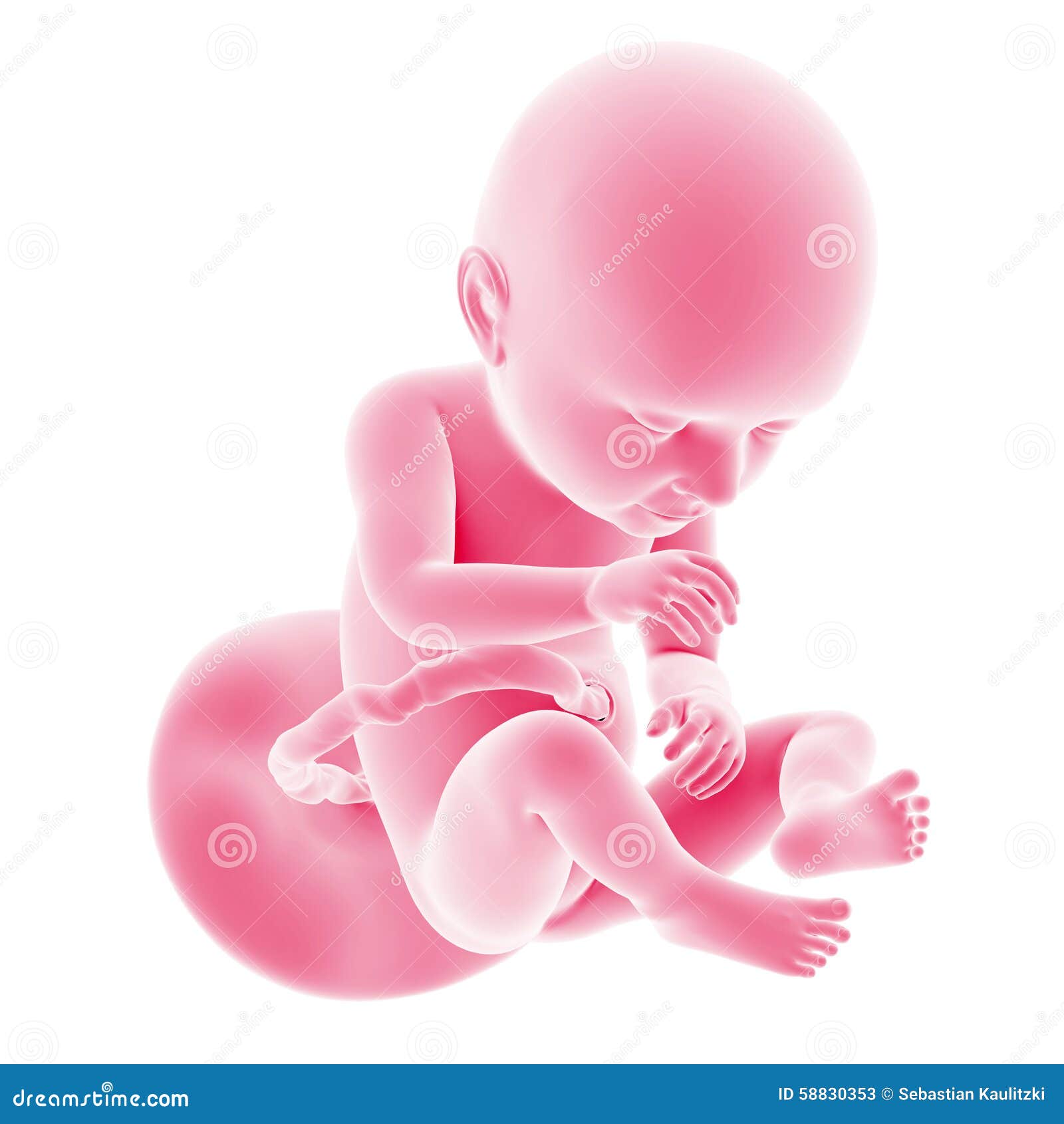 Fetal Development Black Vector Concept Icon. Fetal Development Flat ...