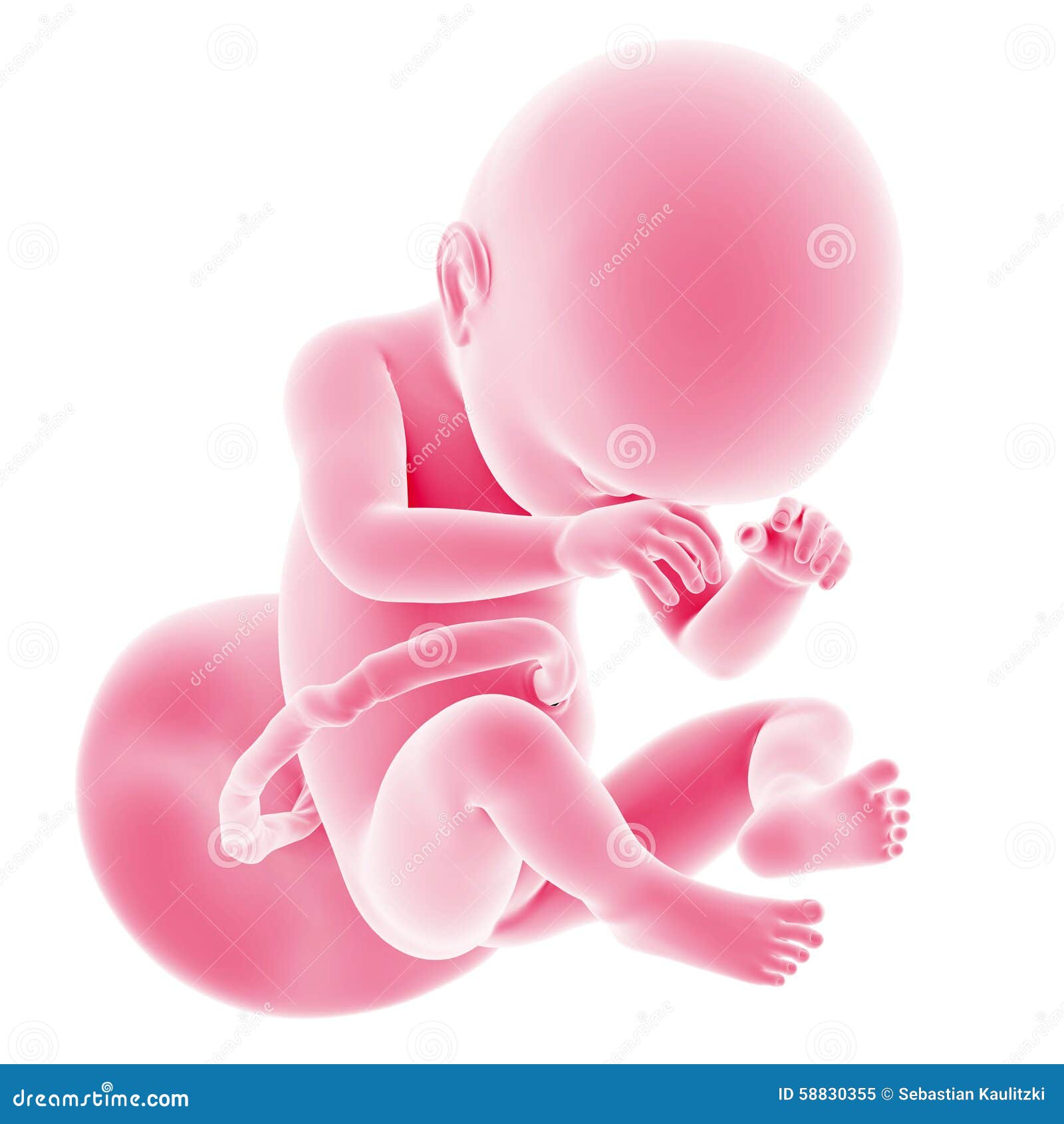 The Fetal Development - Week 38 Stock Illustration - Illustration of ...