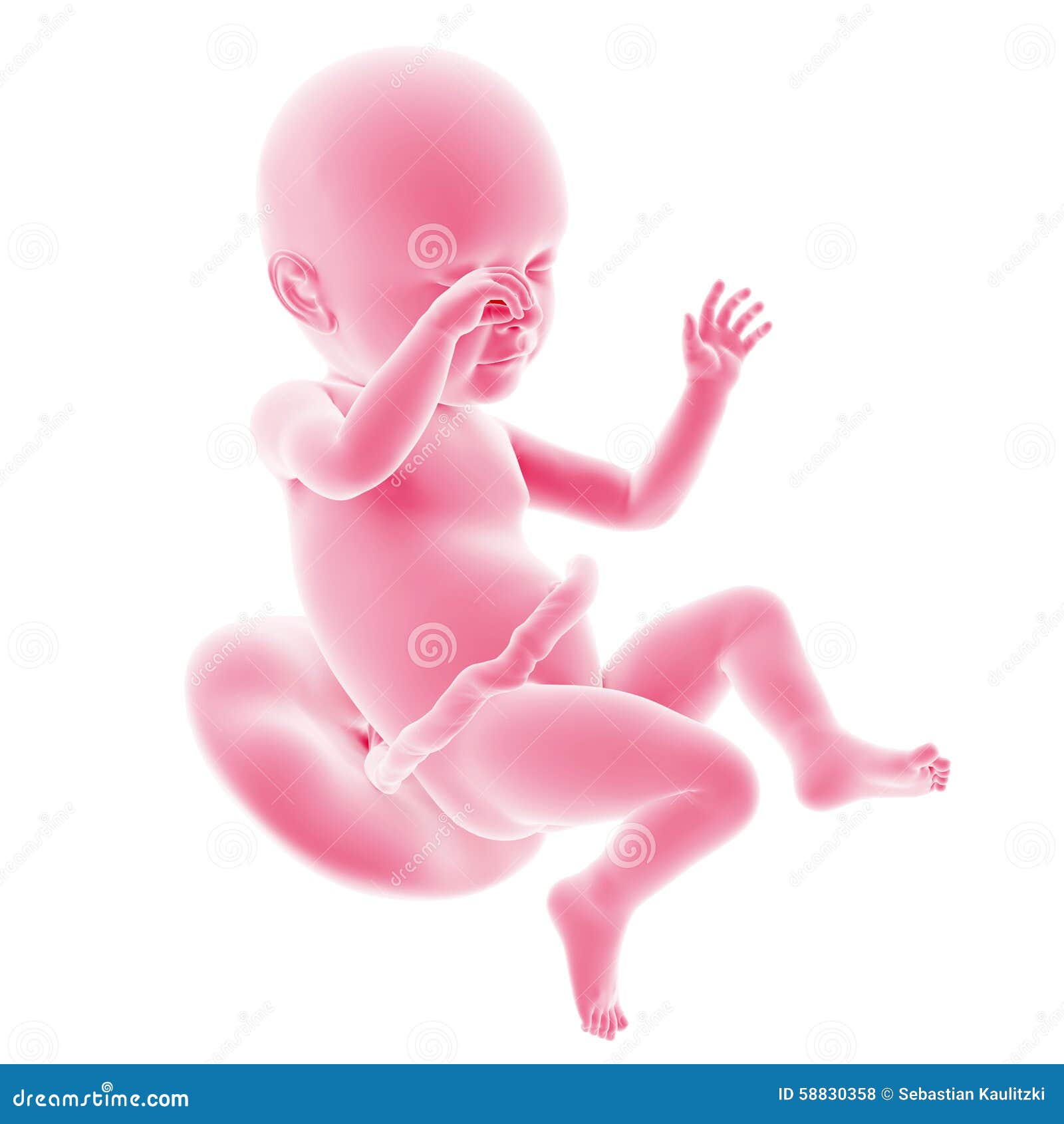 Fetal Development - Week 39 Stock Illustration - Illustration of ...