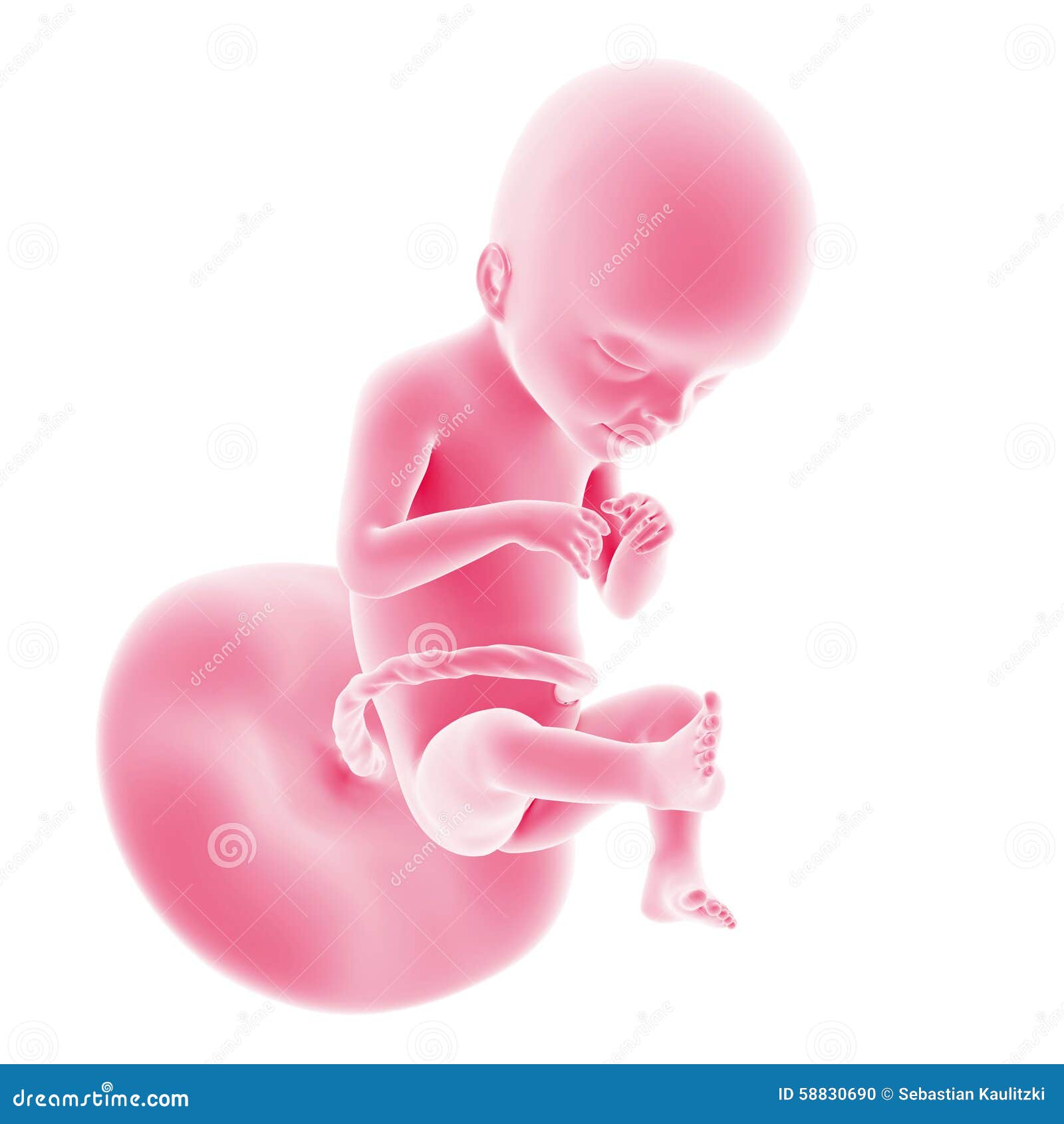 Fetal Development - Week 21 Stock Illustration - Illustration of ...