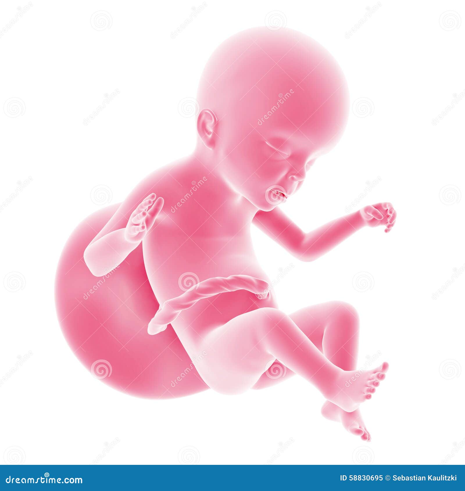 Fetal Development - Week 23 Royalty-Free Stock Photography ...