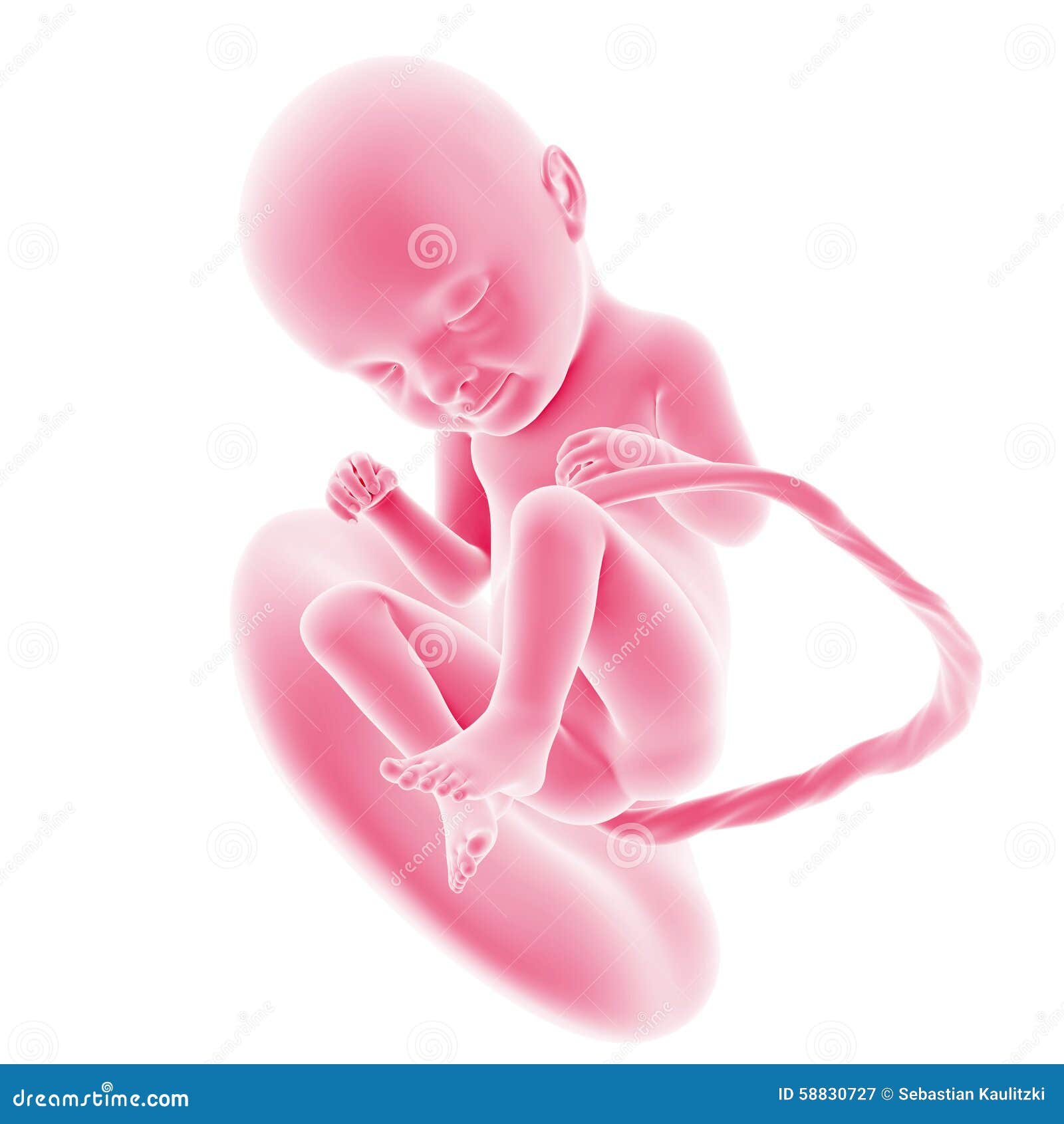 Fetal Development Black Vector Concept Icon. Fetal Development Flat ...