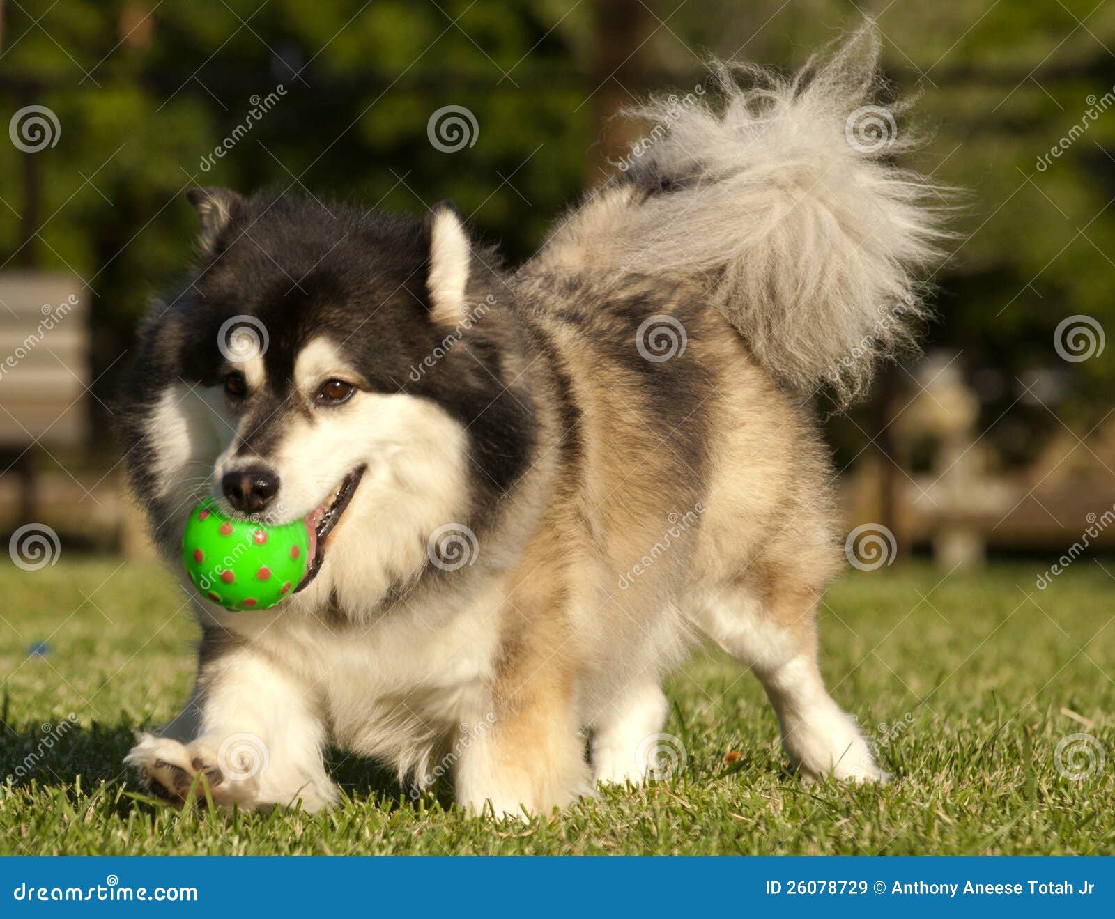 Fetch stock image. Image of mammal, cute, daytime, fetch - 26078729