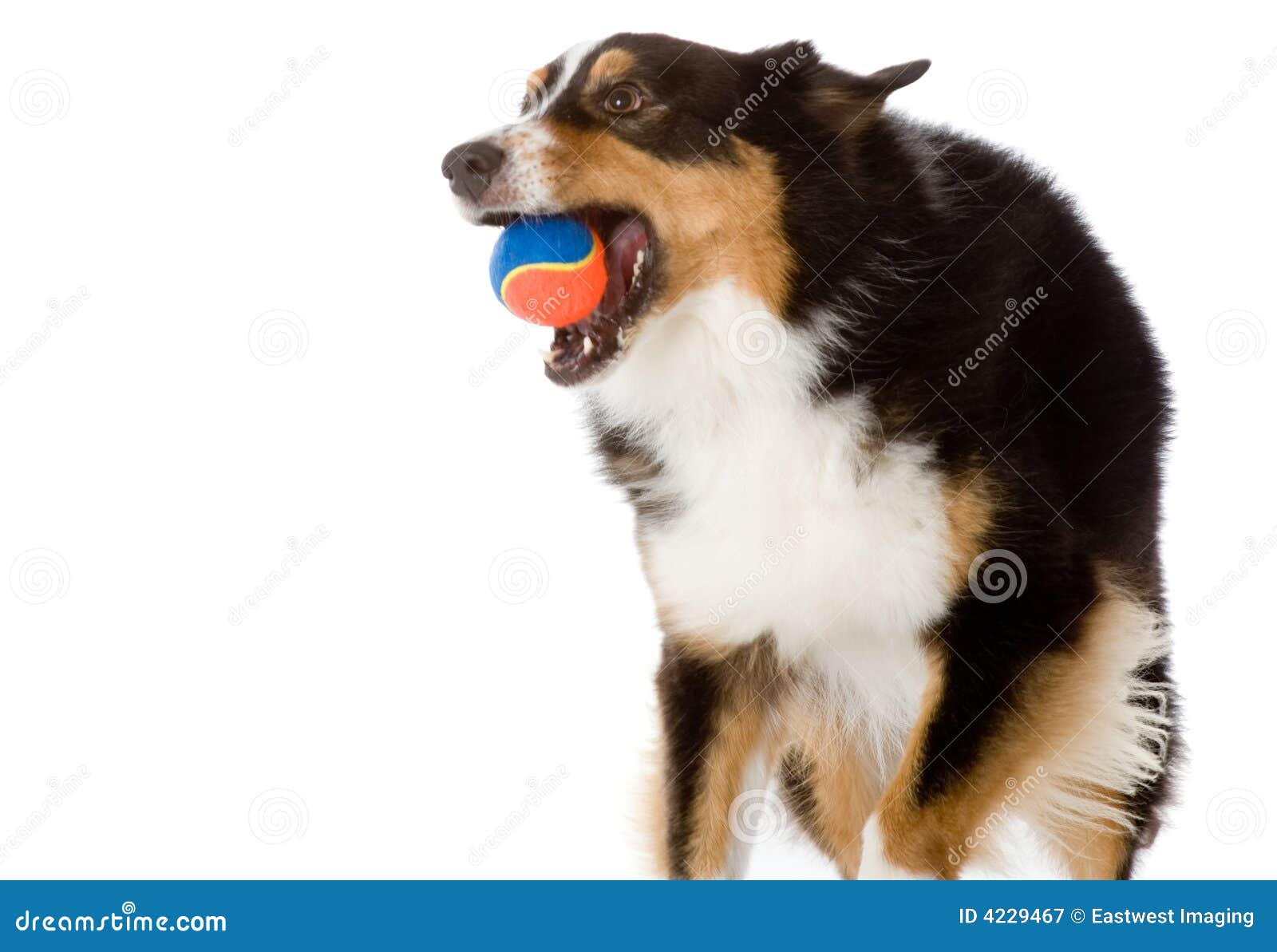 Fetch stock image. Image of australian, holding, studio - 4229467