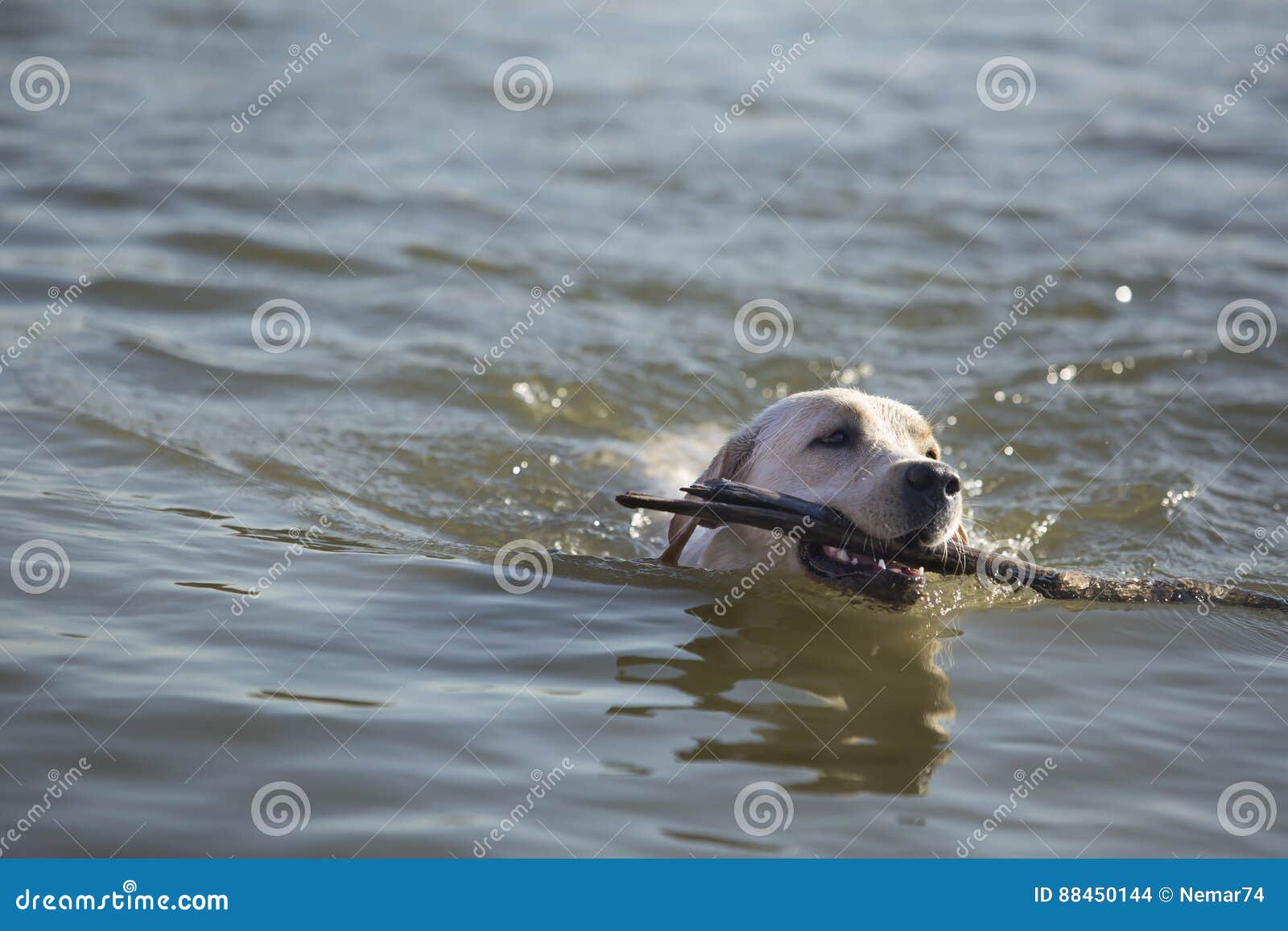 Fetch game stock photo. Image of water, summer, swimming - 88450144