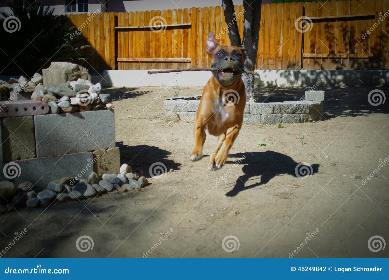 Fetch stock photo. Image of playing, happy, stick, fetch - 46249842