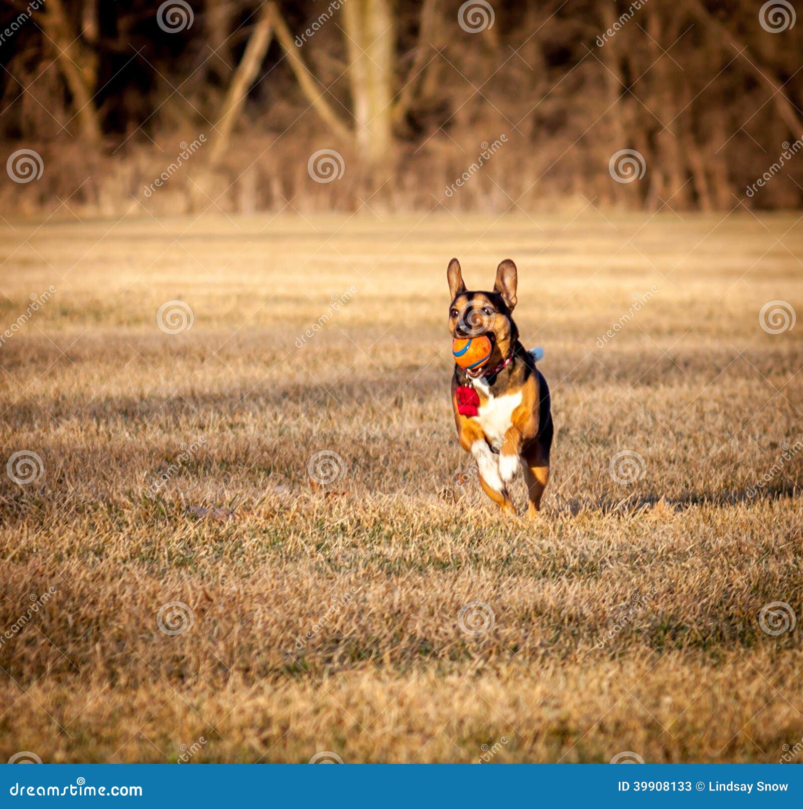 Fetch stock image. Image of outside, meadow, running - 39908133