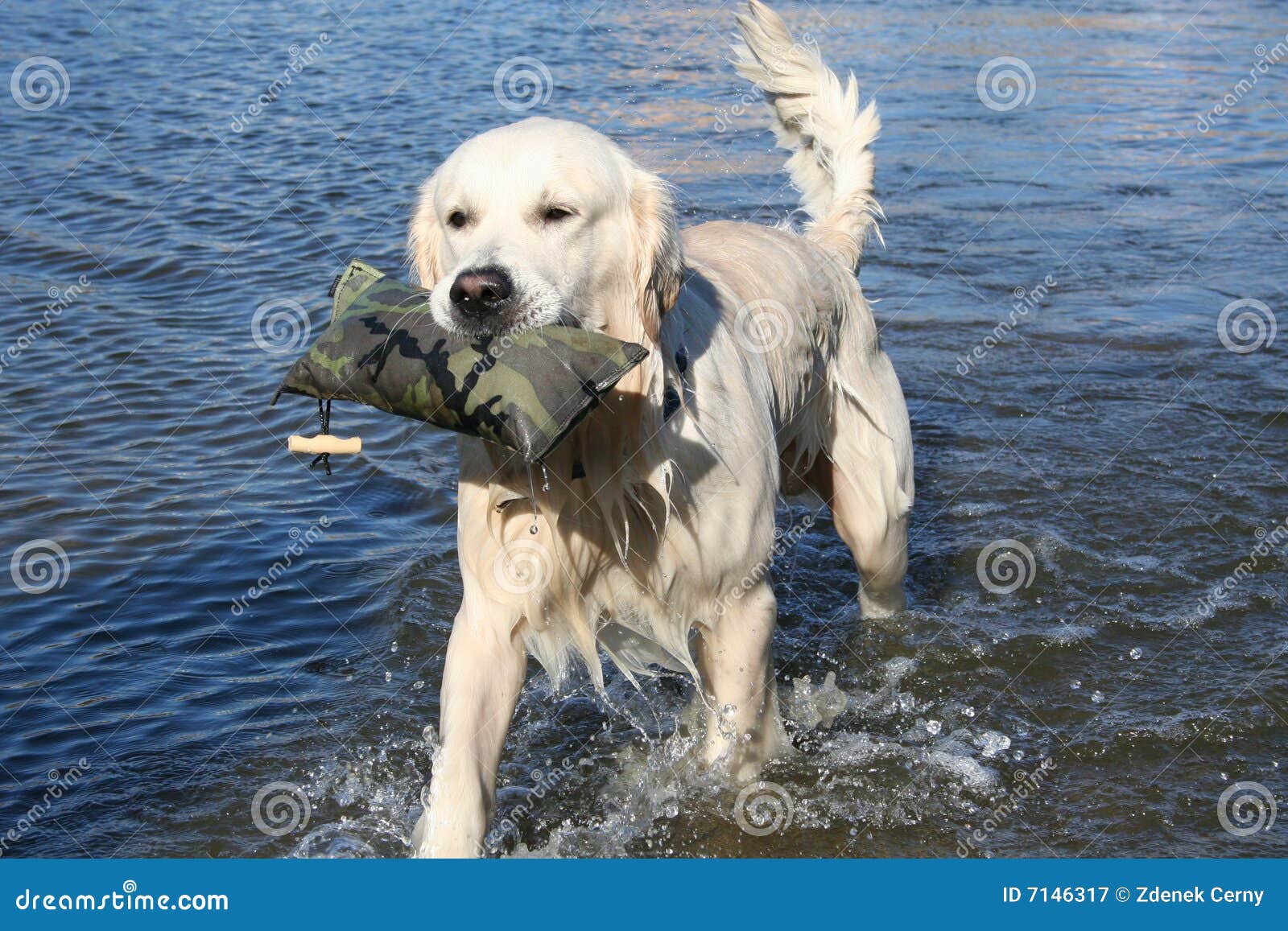 Fetching retriever stock image. Image of dummy, fetch - 7146317