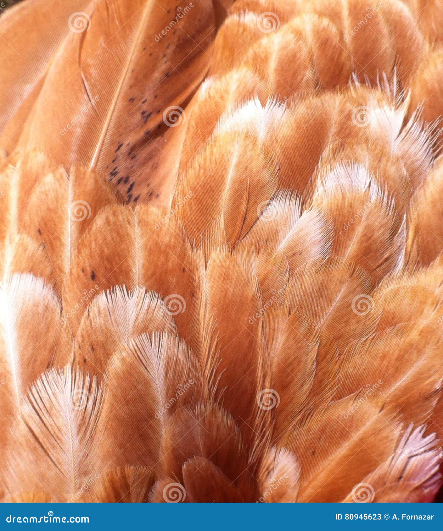 Fethers immagine stock. Immagine di inverno, aspetti - 80945623