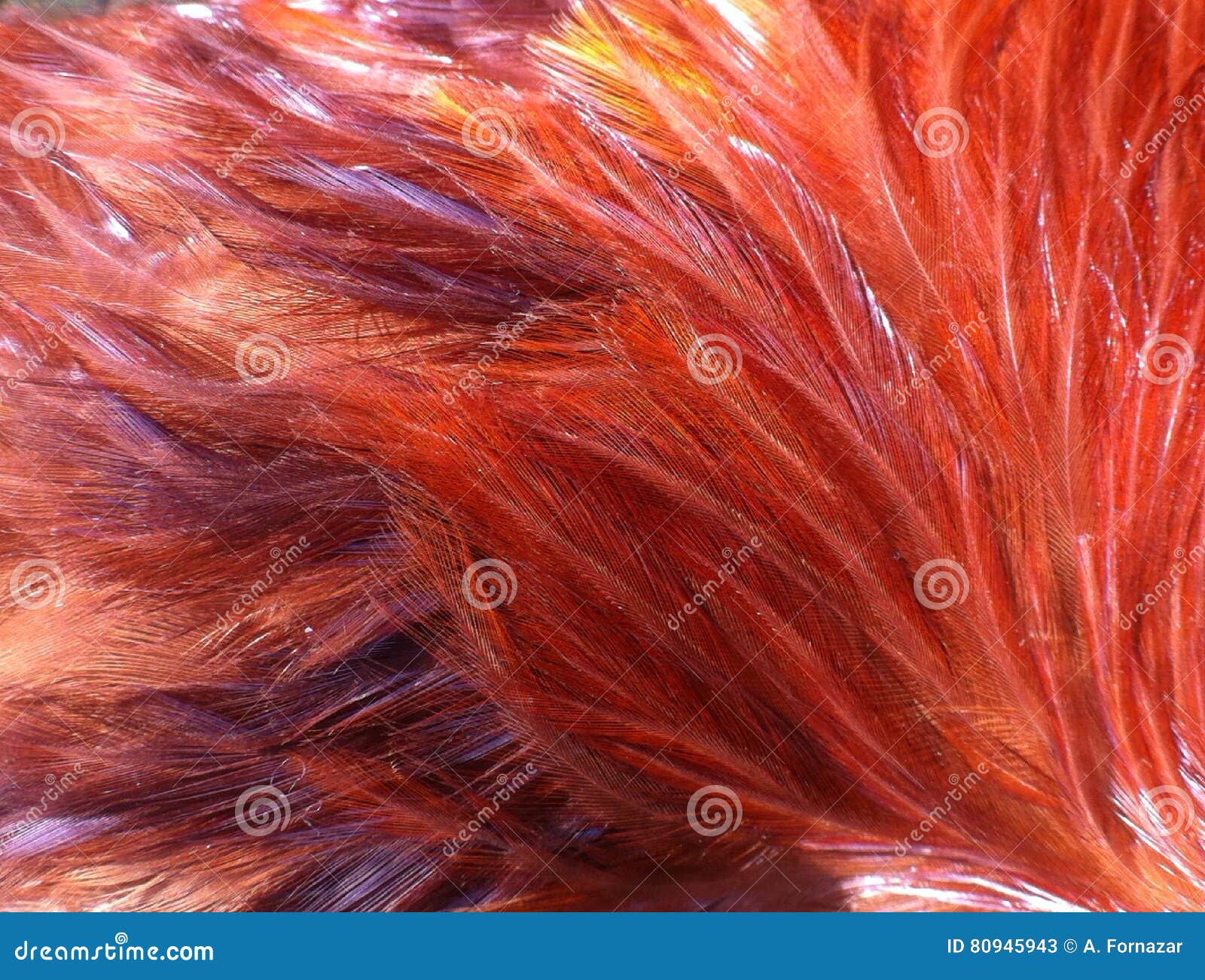 Fethers stock image. Image of light, used, ready, fethers - 80945943