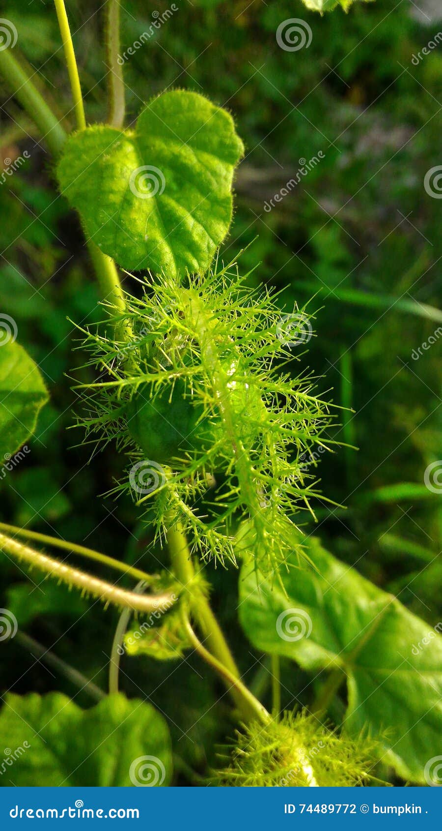 Fetid stock photo. Image of passiflora, food, green, herb - 74489772