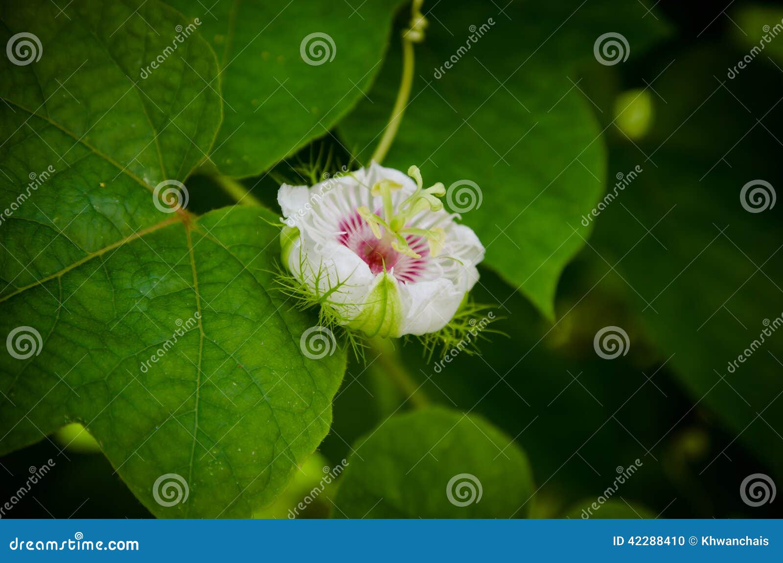 Fetid passionflower stock photo. Image of apis, exotic - 42288410