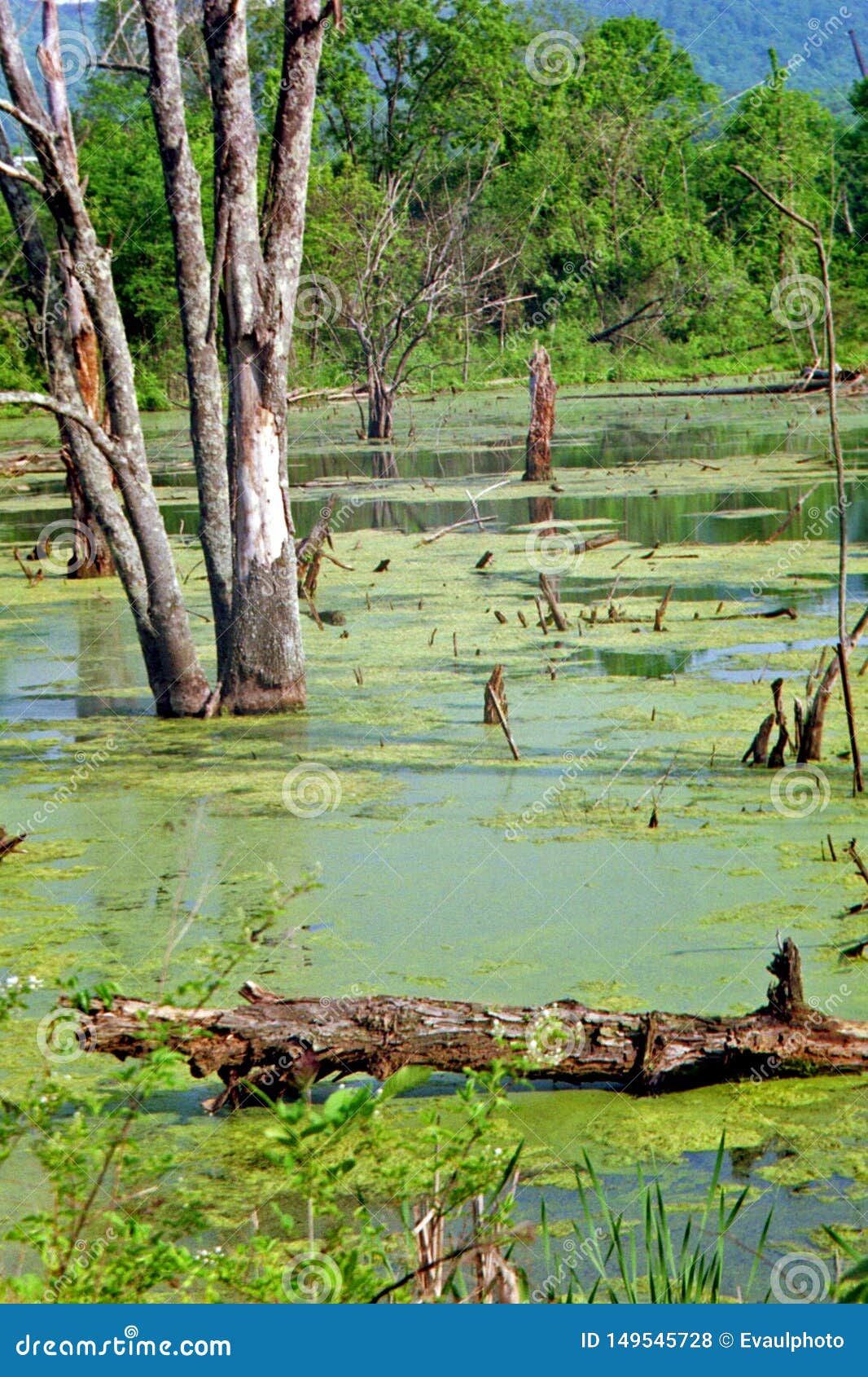 Fetid swamp stock photo. Image of grows, trees, marsh - 149545728