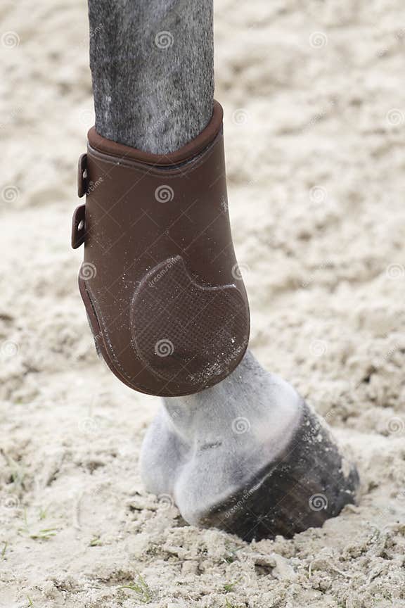 Fetlock Protection for Horse Stock Image - Image of protection ...