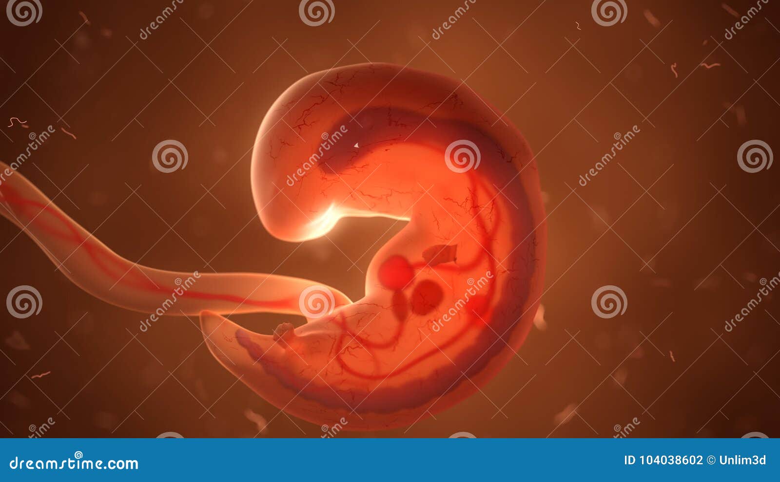 Feto Humano Con Los órganos Internos, Ejemplo 3d Stock de ilustración ...