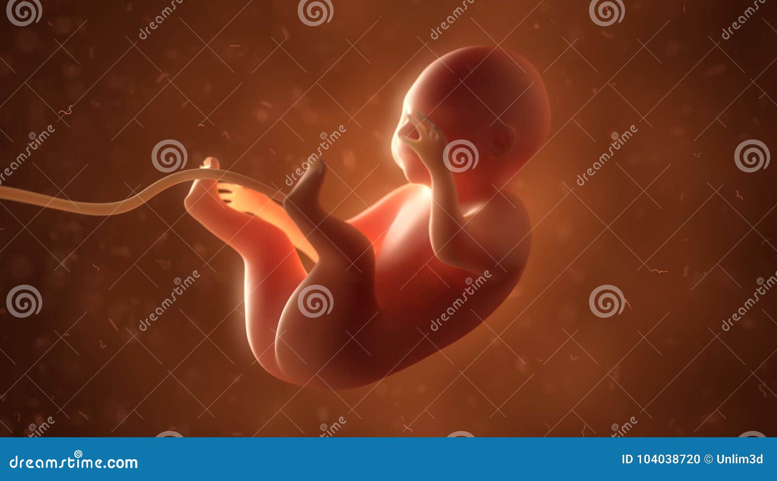 Feto Humano Con Los órganos Internos, Ejemplo 3d Stock de ilustración ...