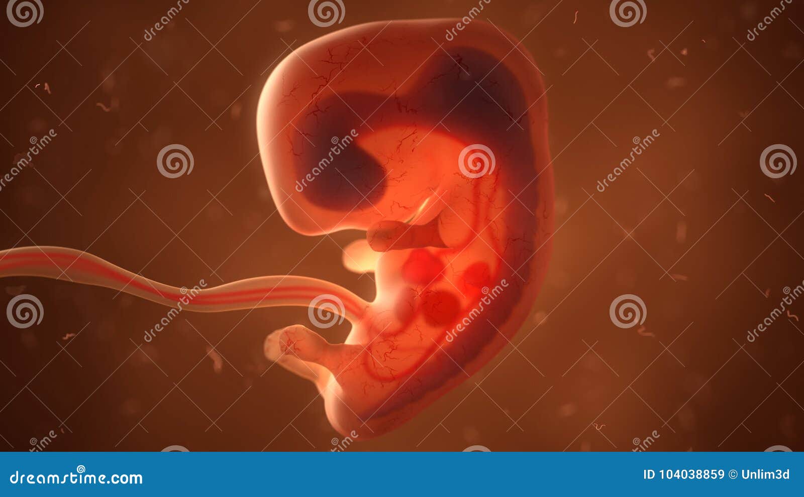 Feto Humano Con Los órganos Internos, Ejemplo 3d Stock de ilustración ...