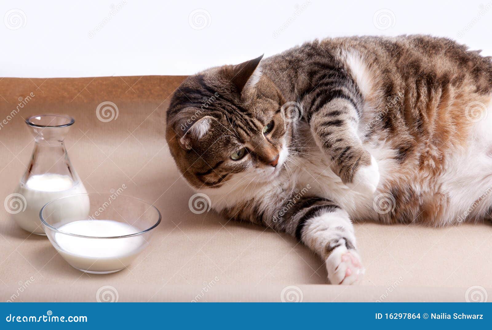 Fette Katze mit Milch stockfoto. Bild von fett, tier - 16297864