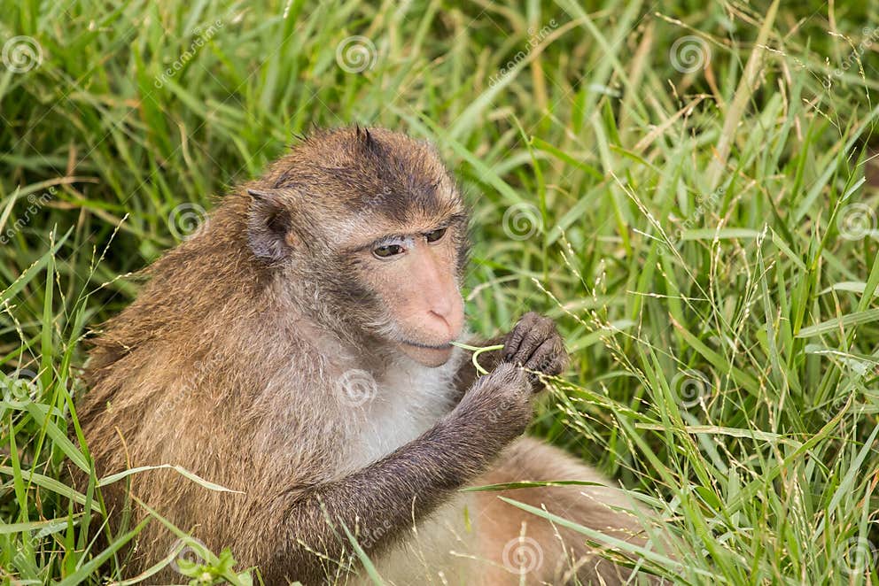 Fetter Affe, der Gras isst stockbild. Bild von gesicht - 44437337